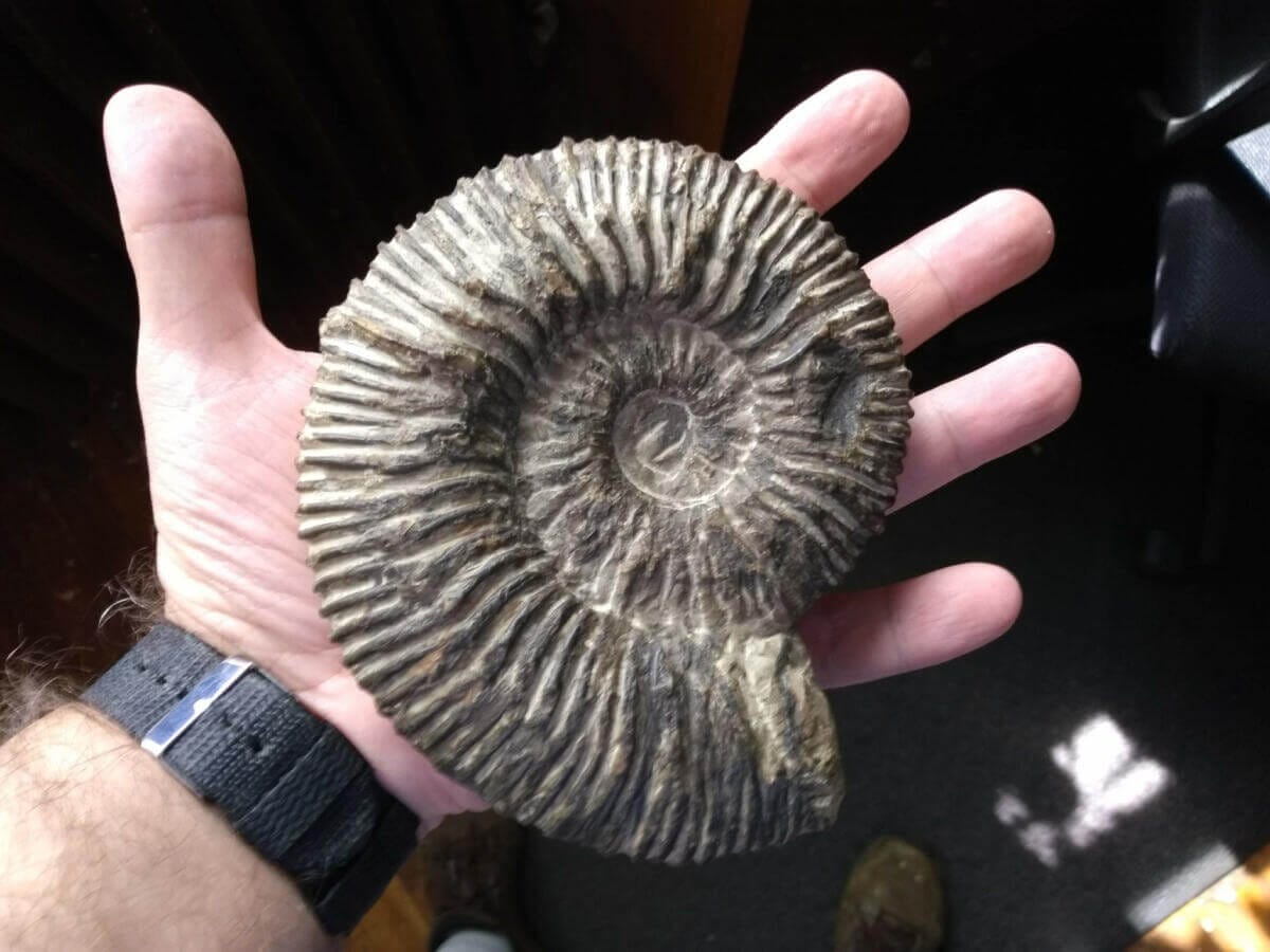 Ammonites: The Extinct Marine Mollusks - Ocean Info
