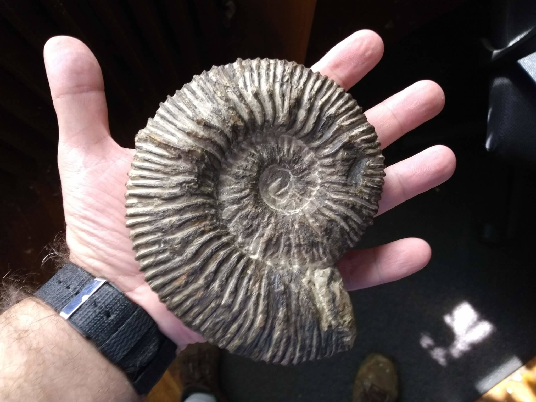 Ammonites Profile: The Extinct Marine Mollusk - Ocean Info