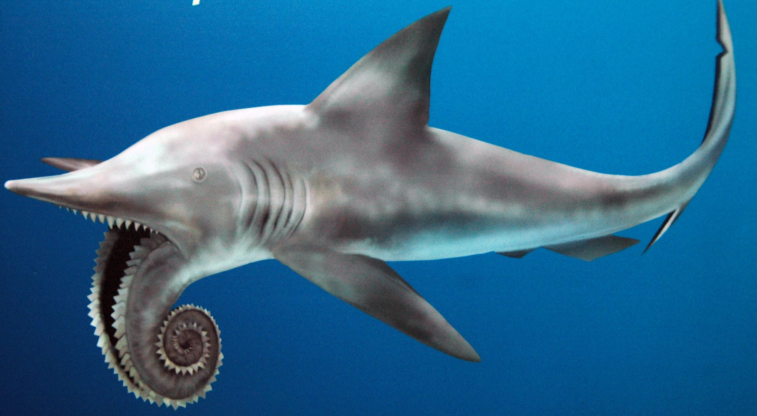 Helicoprion Profile: The Prehistoric Shark-Like Apex Predator