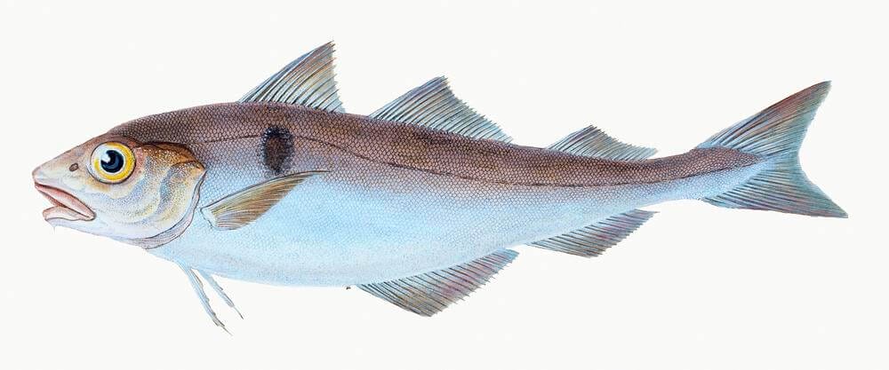 Haddock Guide: The Deep Cold Water Fish - Ocean Info