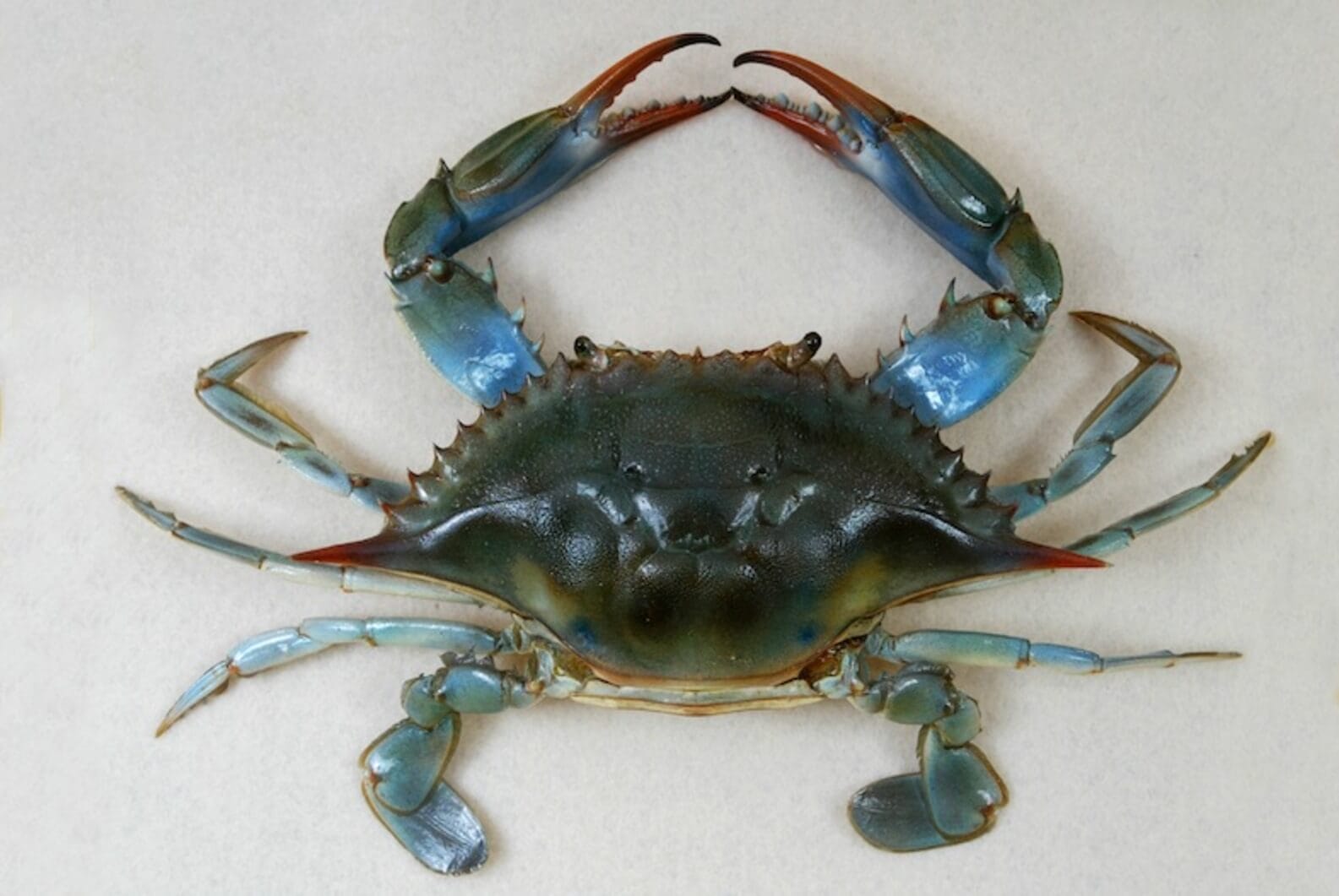 Blue Crab: Appearance, Habitat, Facts & More - Ocean Info