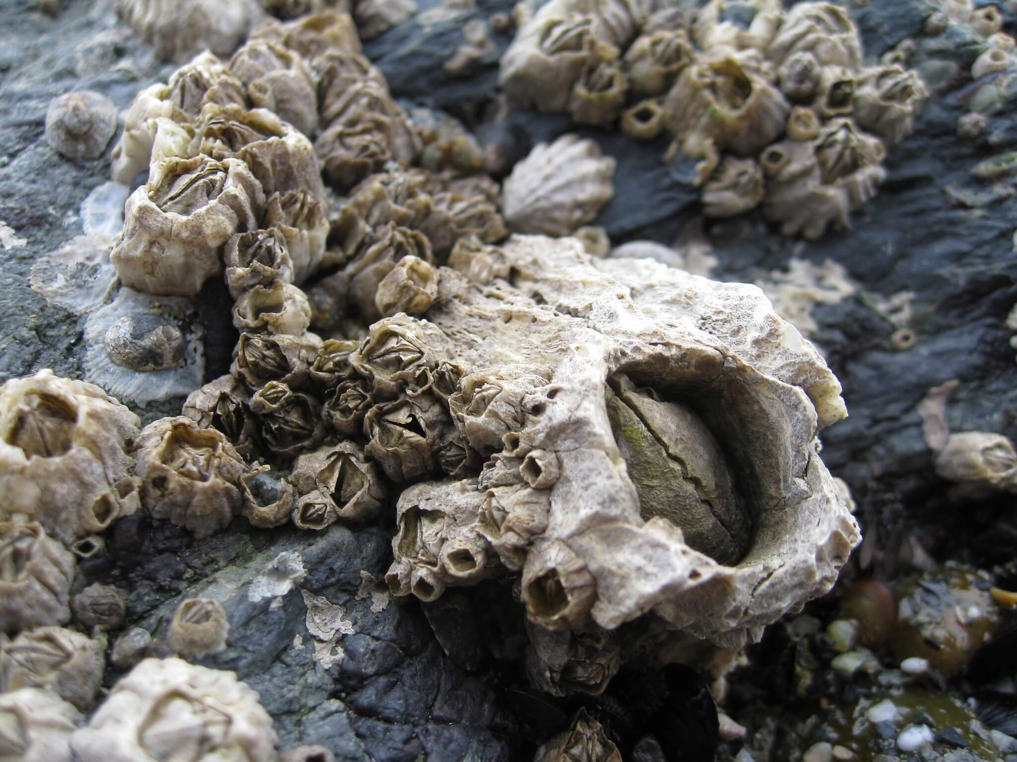 Barnacles (Cirripedia): Facts, Habitat, Diet - Ocean Info