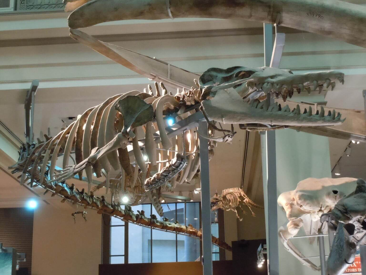 Basilosaurus Profile: One of the First Whale Species on Record