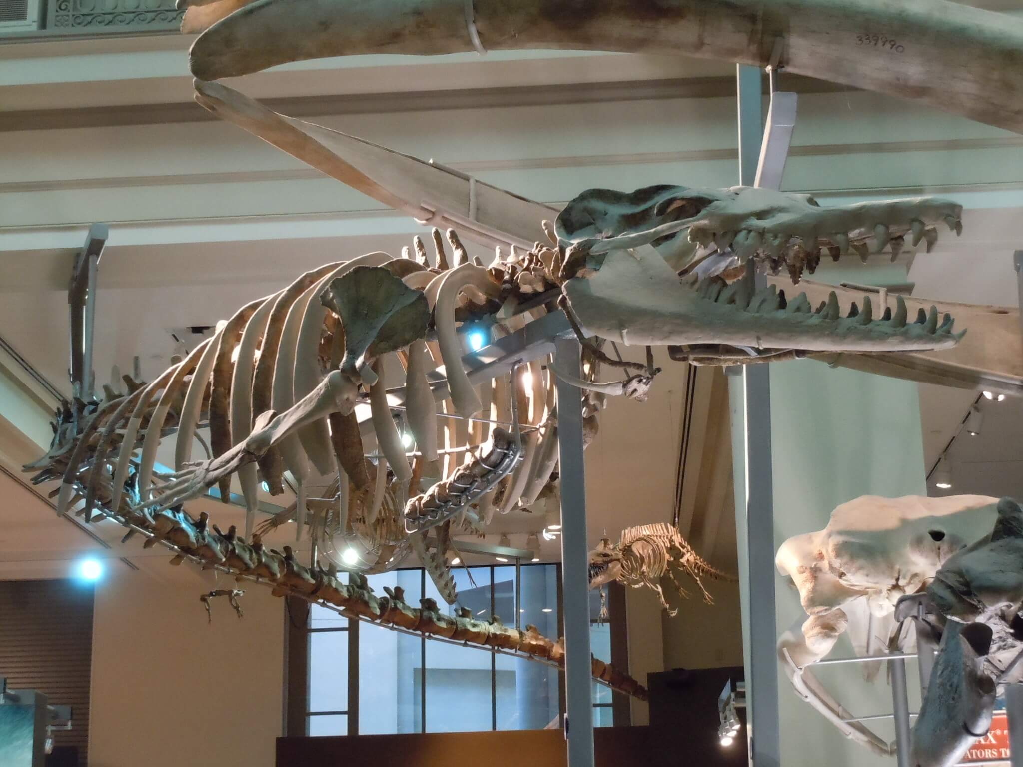 Basilosaurus Profile: One of the First Whale Species on Record