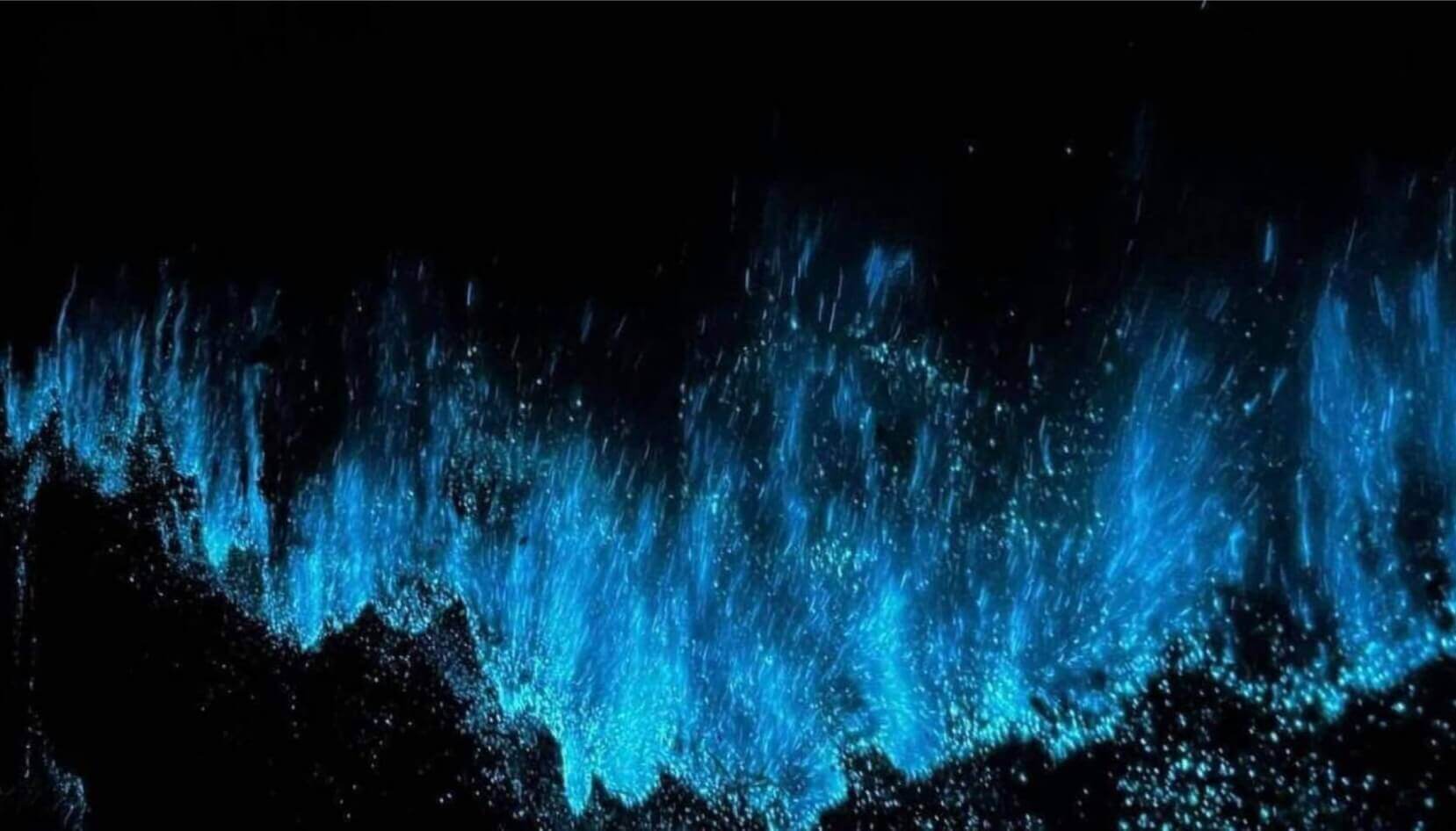 Bioluminescence: The Glow-in-the-Dark Phenomenon - Ocean Info