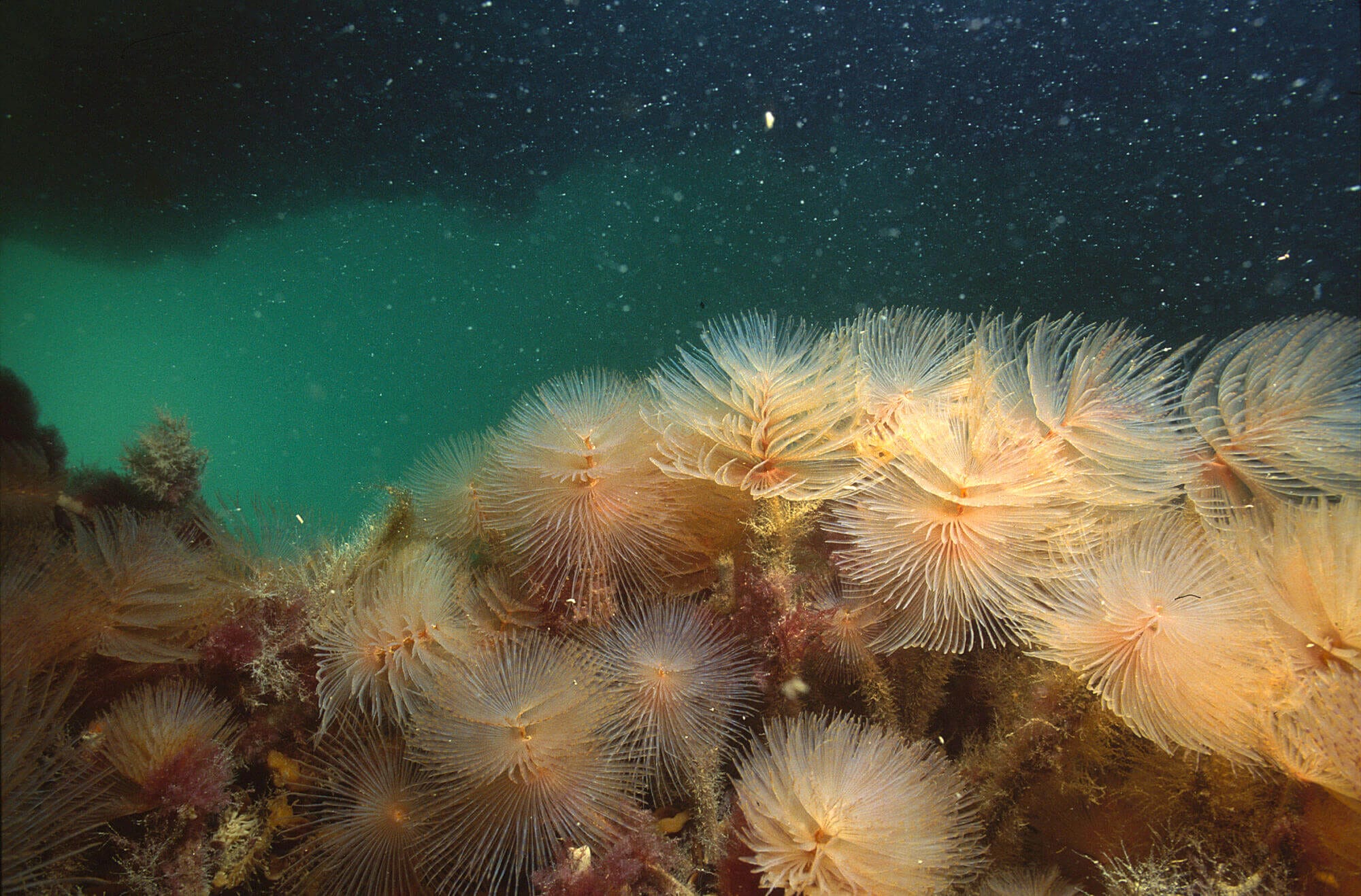 Fan Worm (Sabellidae) - Ocean Info
