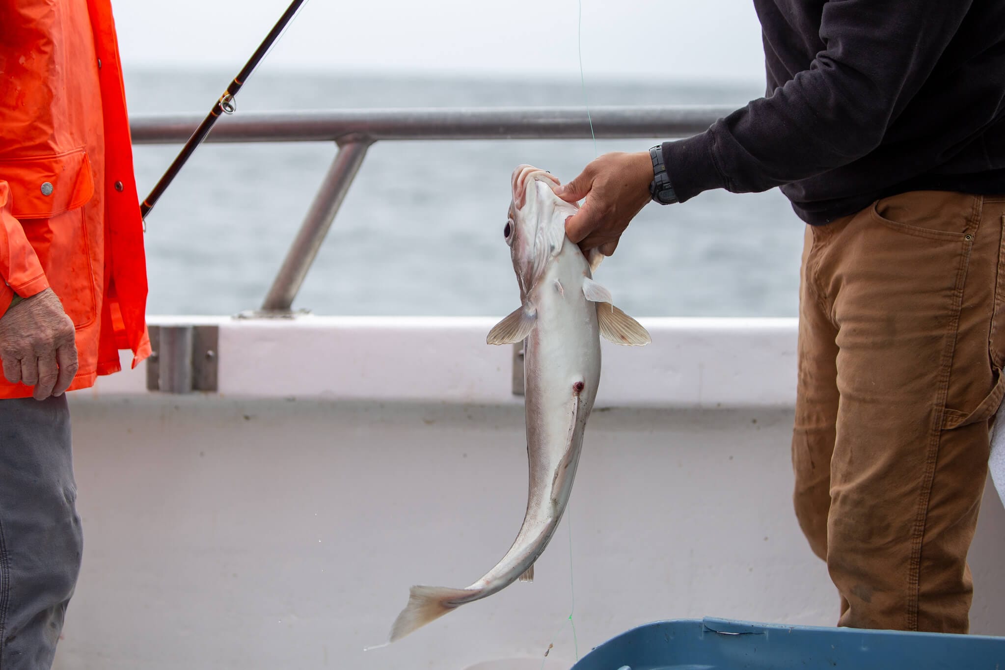 Haddock Guide: The Deep Cold Water Fish - Ocean Info