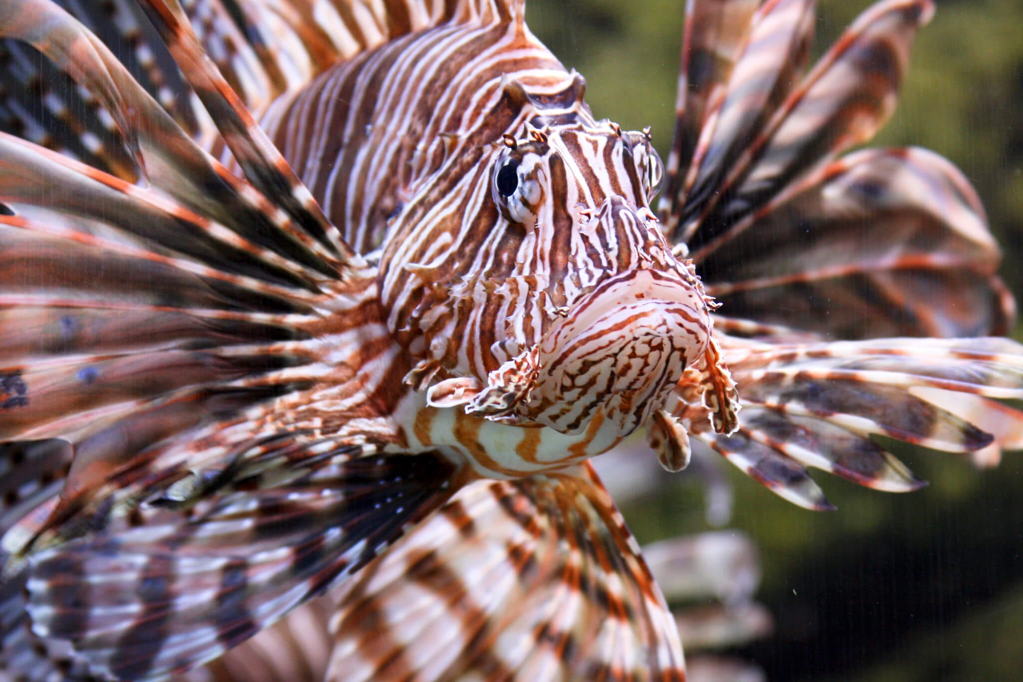 Meet the Lionfish: The Vibrant but Venomous Fish - Ocean Info