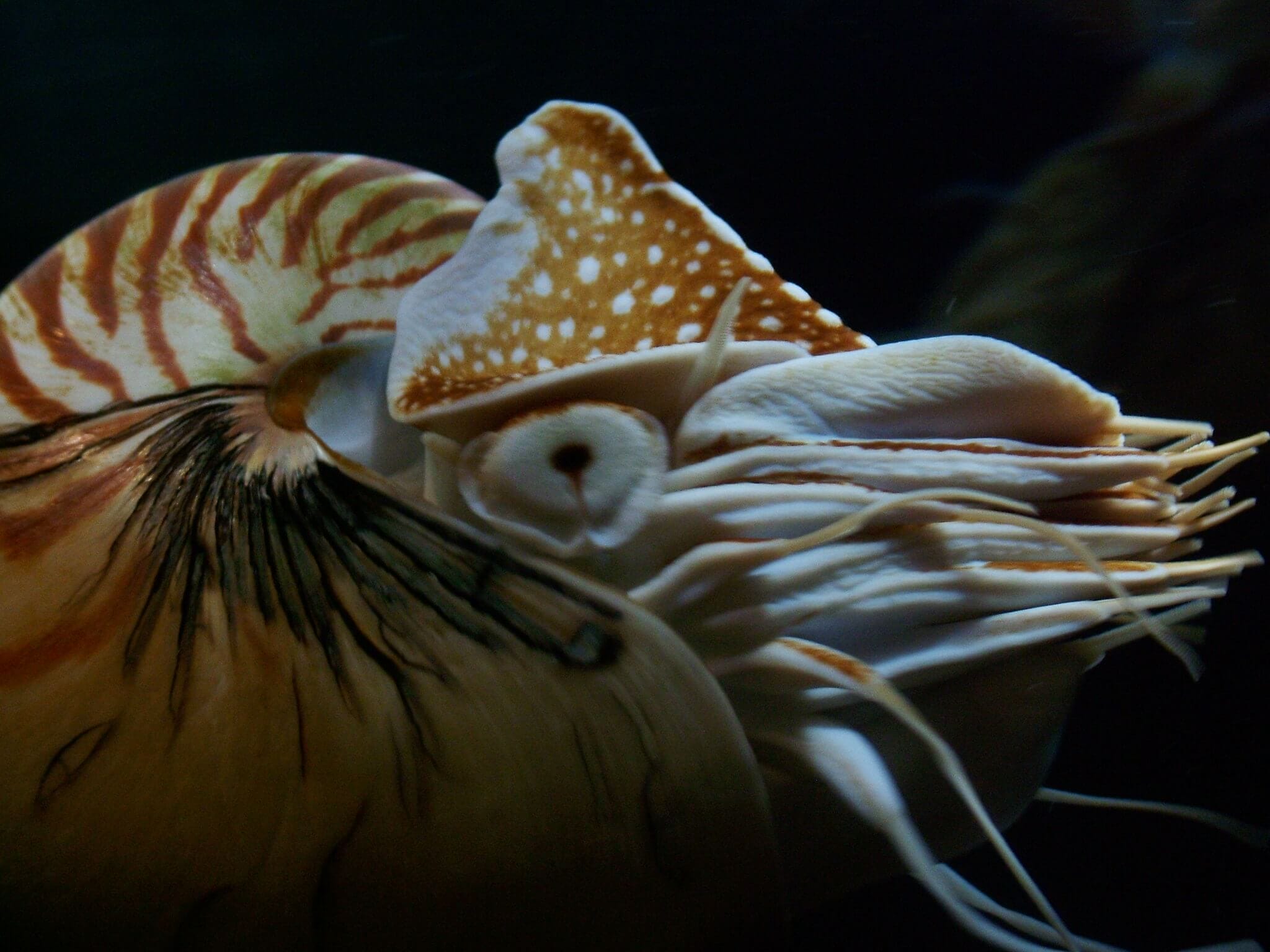 Nautilus: The Ocean's Living Fossil - Ocean Info
