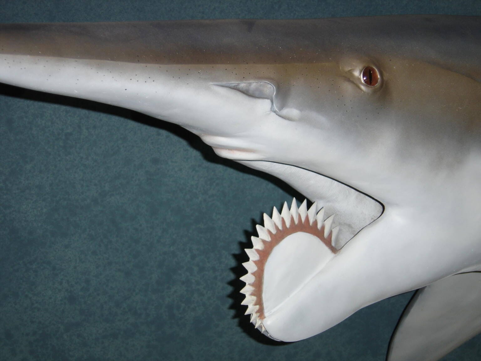Helicoprion Profile: The Prehistoric Shark-Like Apex Predator
