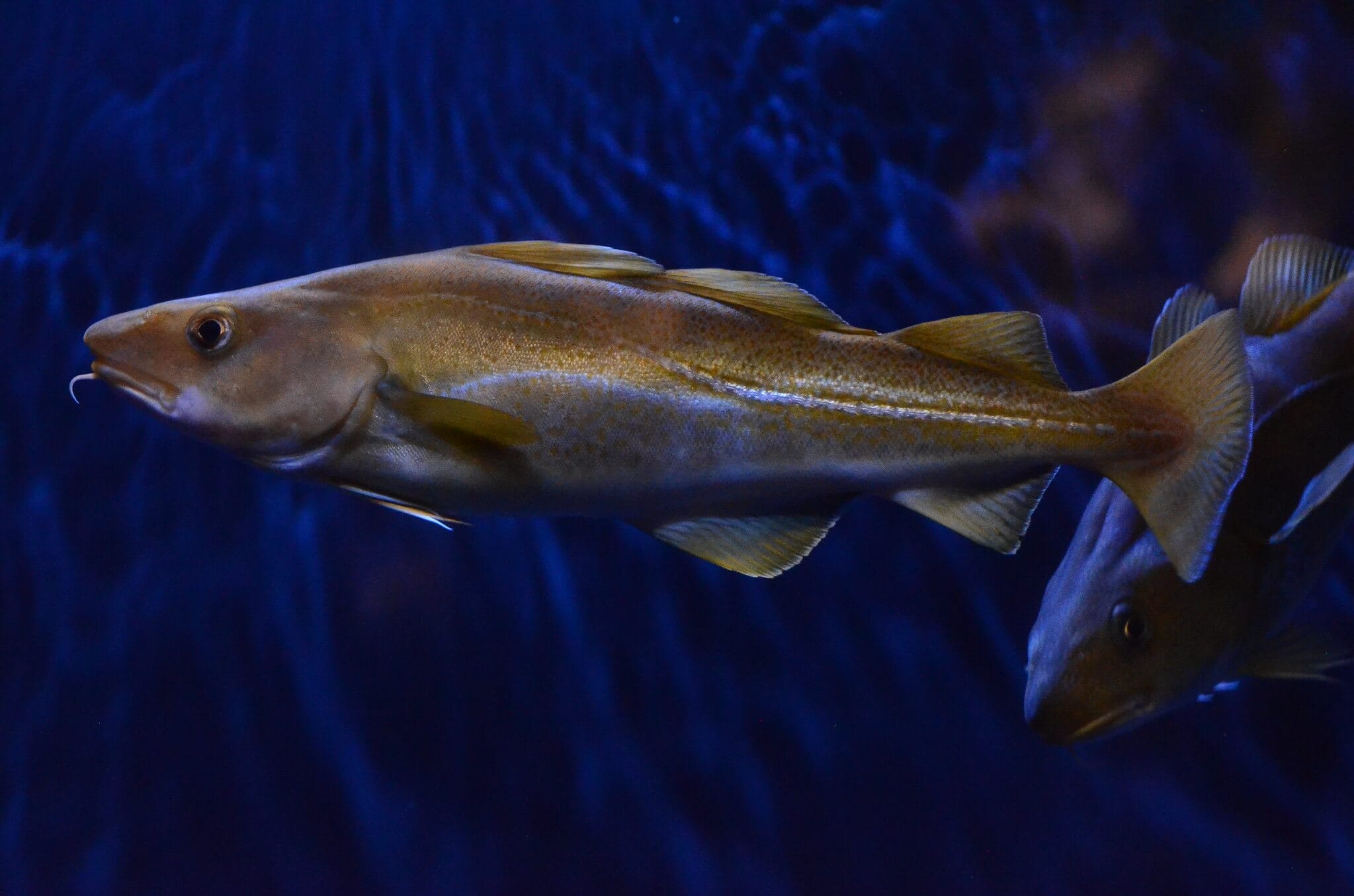 Cod Fish Guide: Explore the Famous Fish - Ocean Info