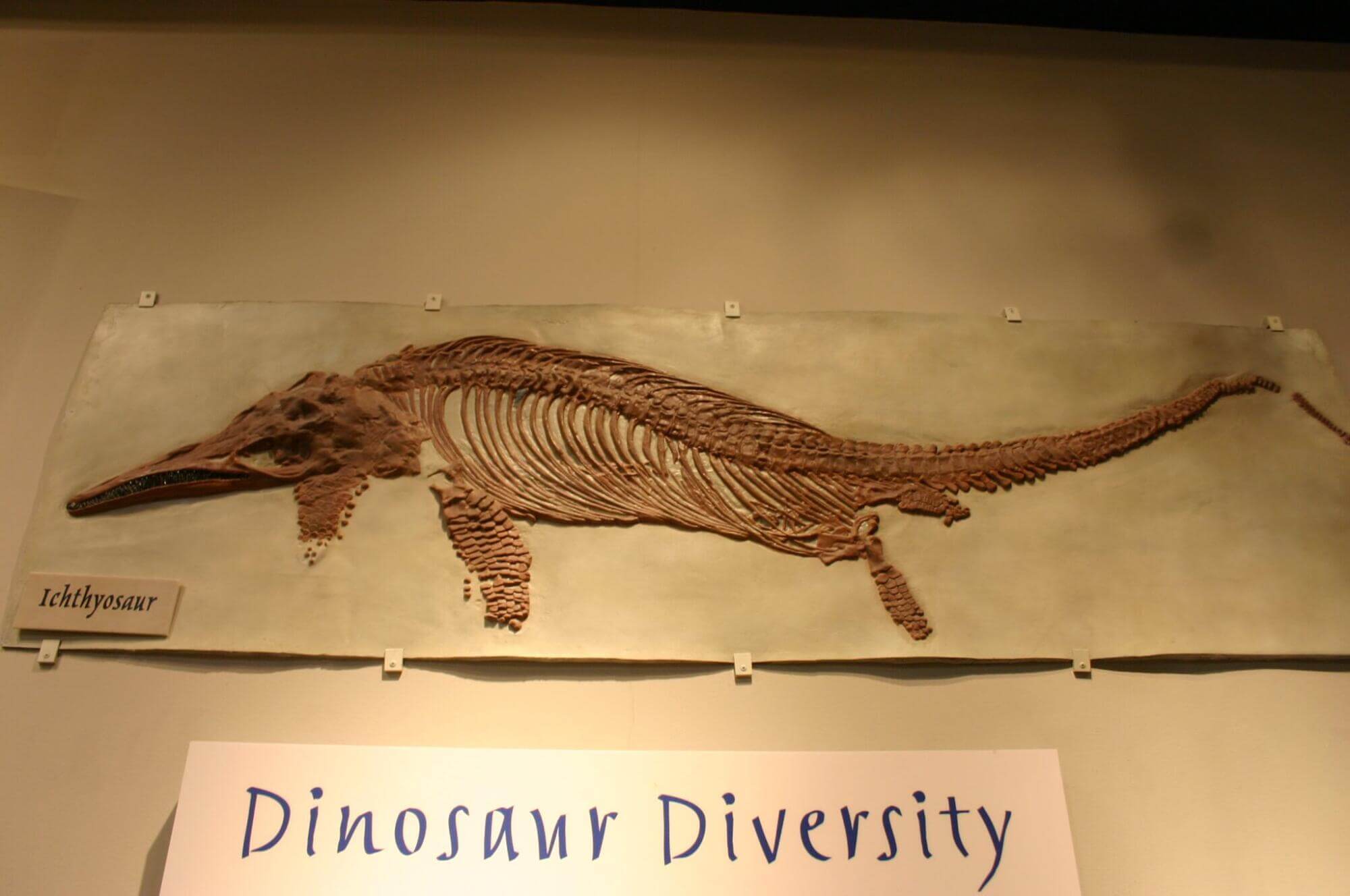 Ichthyosaur Guide: The Aquatic Marine Vertebrate - Ocean Info
