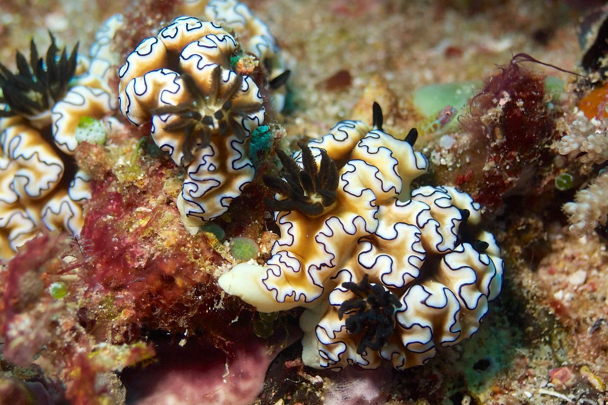 Nudibranch Guide: Colorful, yet Dangerous Sea Slugs - Ocean Info