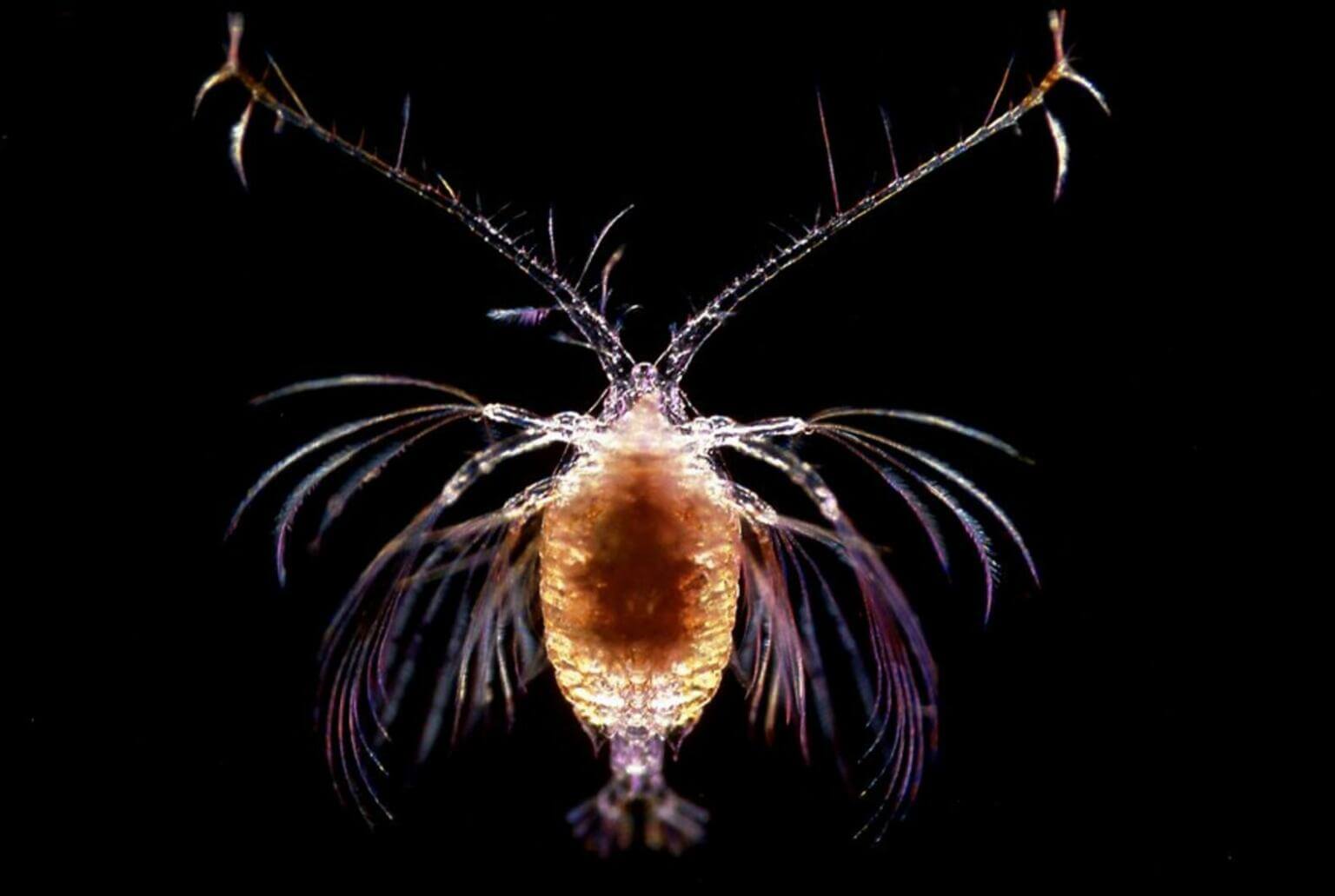 Zooplankton: The Animal Plankton - Ocean Info