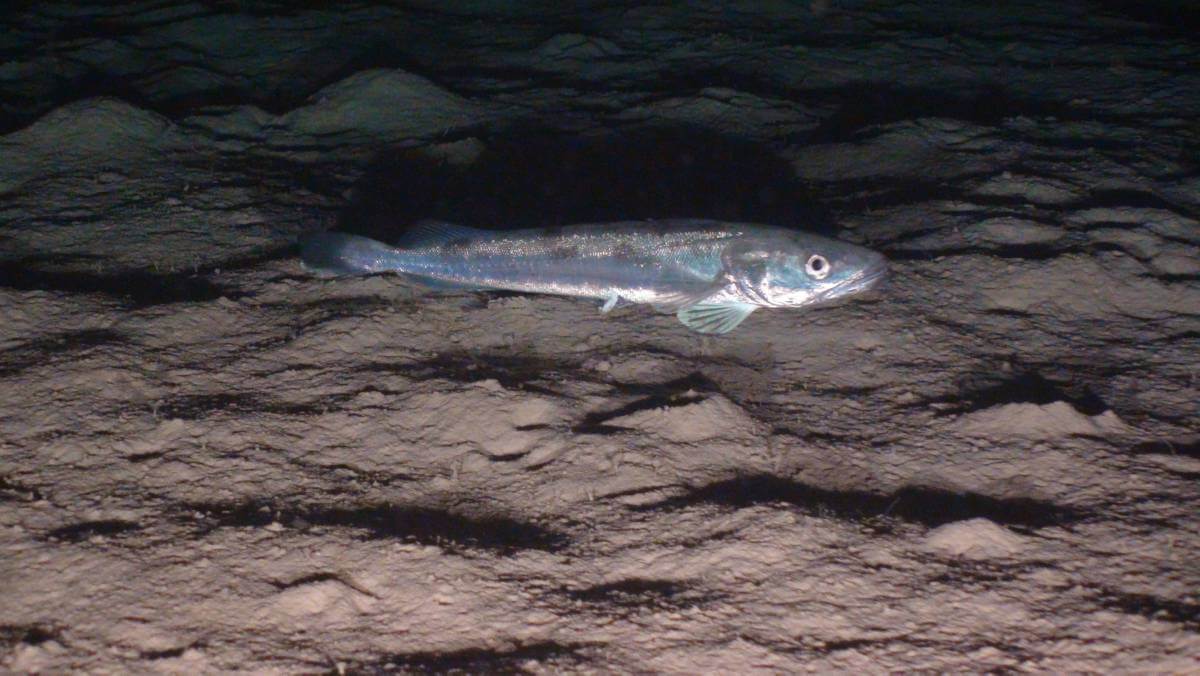 Hake Fish: A Guide to the Underwater Species - Ocean Info