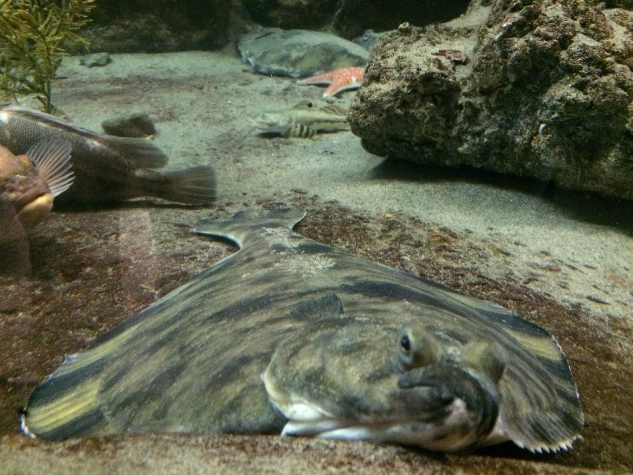 Flounder: The Flatfish that is a Master of Disguise - Ocean Info