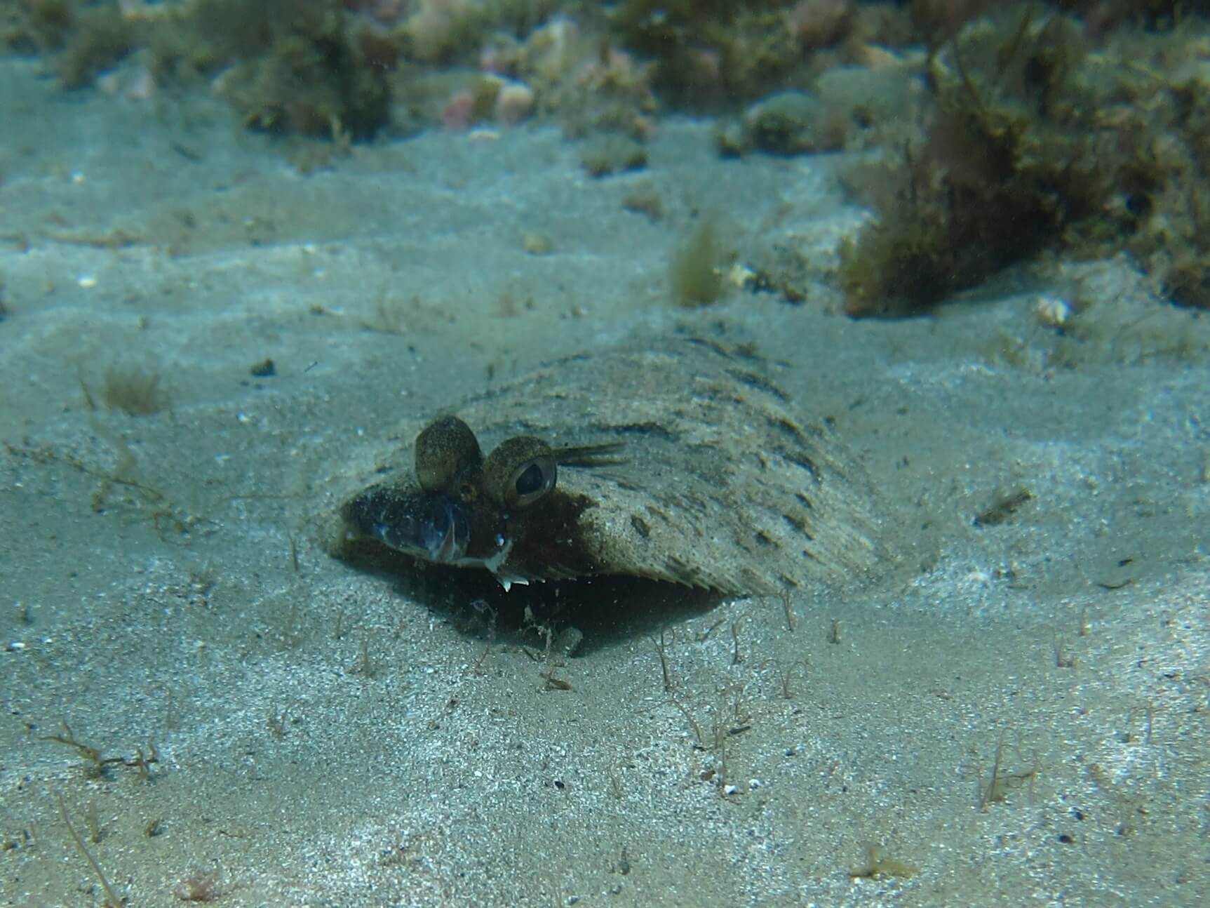 Flounder: The Flatfish that is a Master of Disguise - Ocean Info