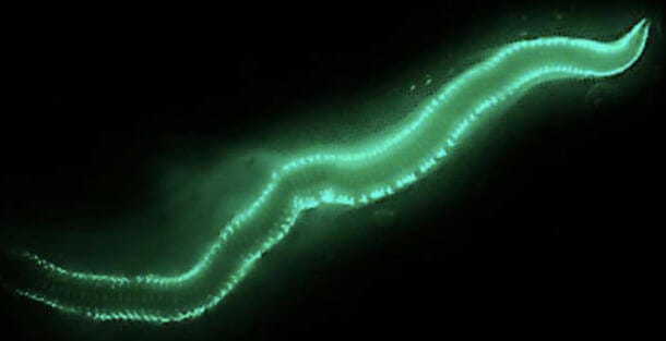 Bioluminescence: A Fascinating Phenomenon - Ocean Info