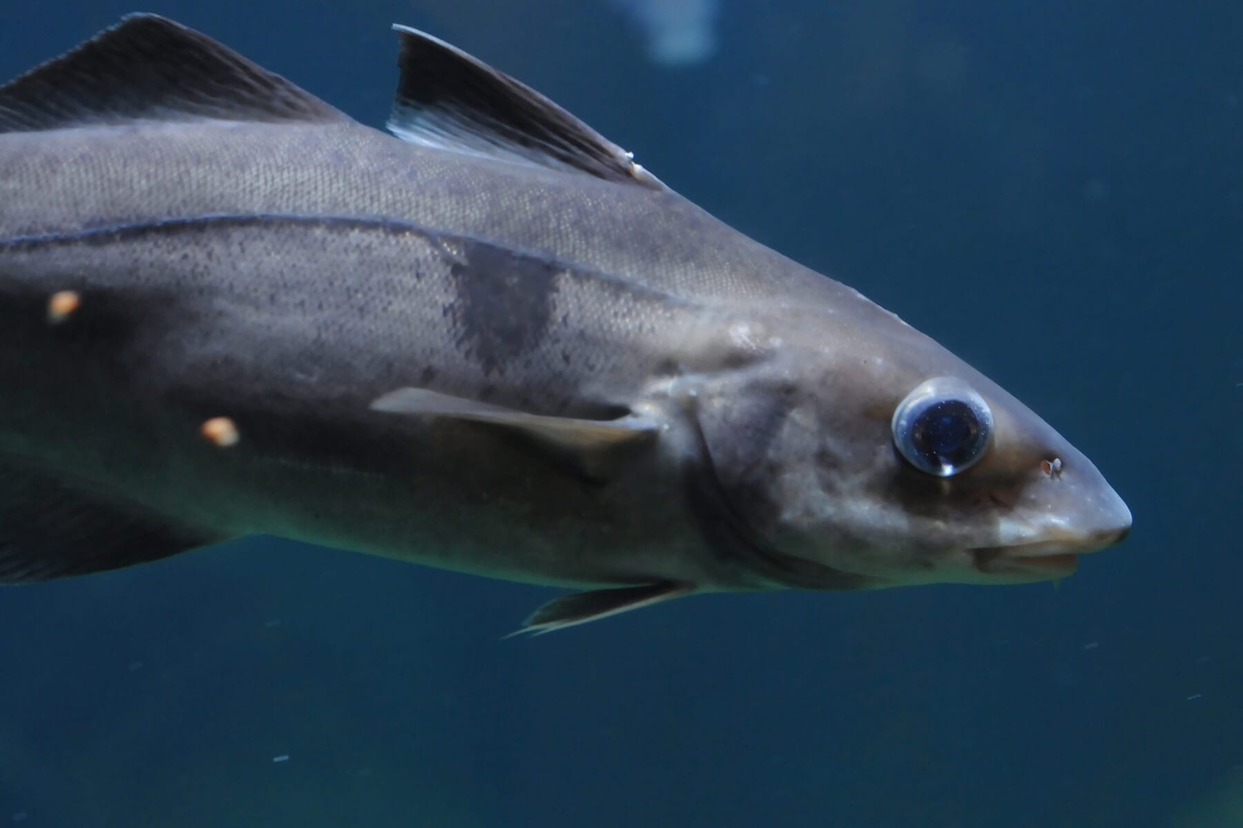 Haddock Guide: The Deep Cold Water Fish - Ocean Info