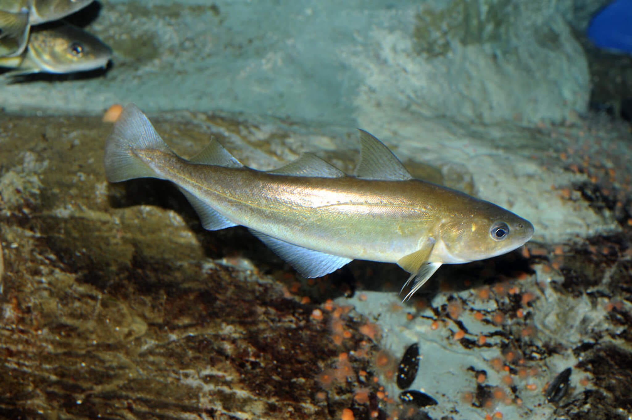 Hake Fish: A Guide to the Underwater Species - Ocean Info