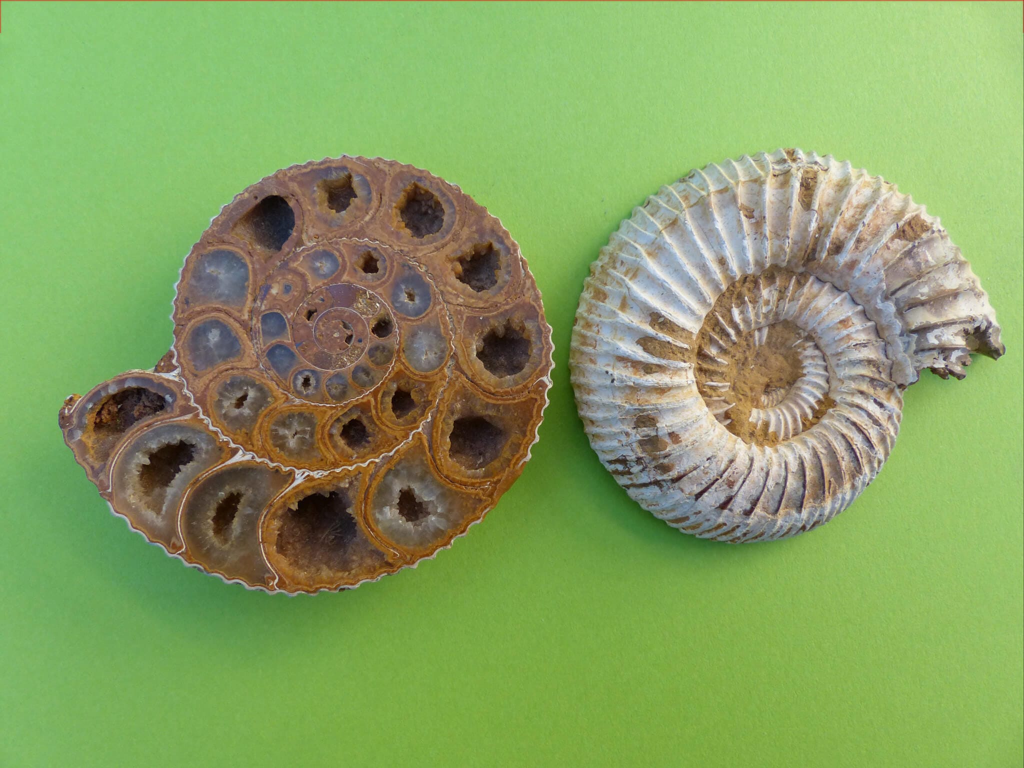 Ammonites: The Extinct Marine Mollusks - Ocean Info