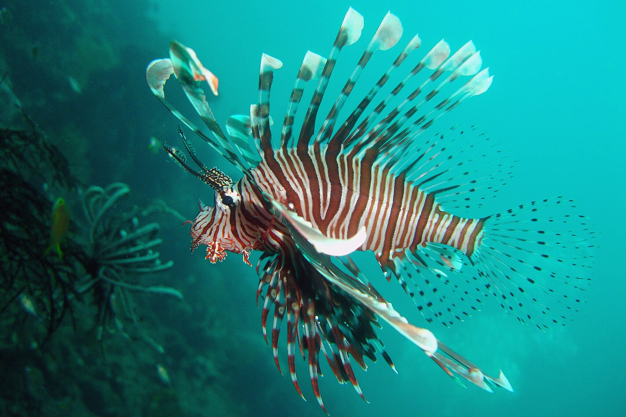 Meet the Lionfish: The Vibrant but Venomous Fish - Ocean Info