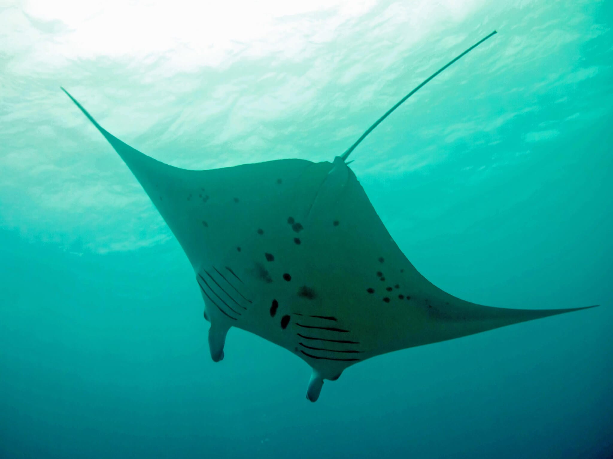 Manta Ray Guide: The Ocean's Graceful Flyers - Ocean Info