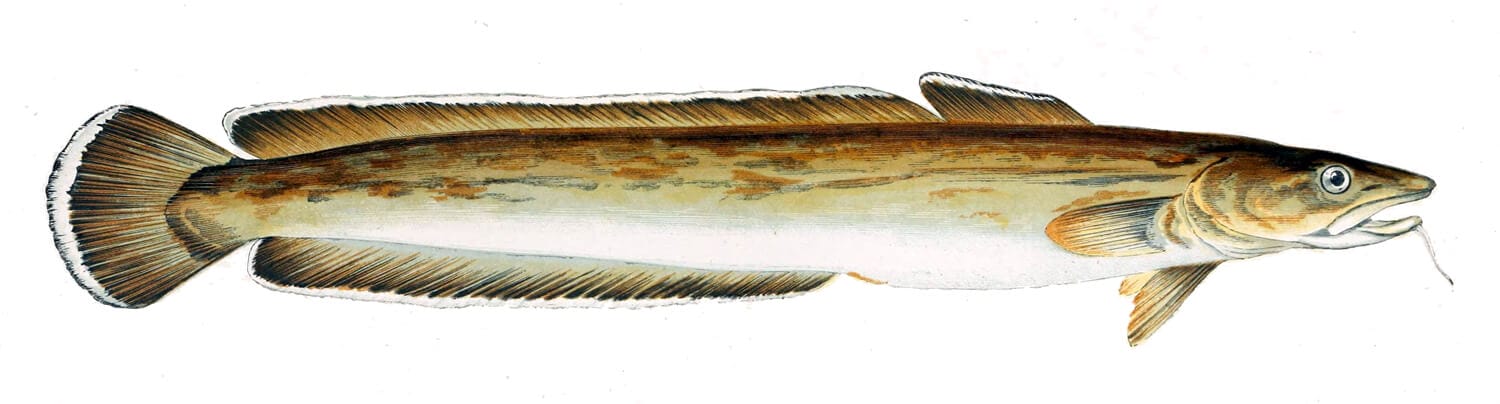 Ling (Molva molva) - Ocean Info