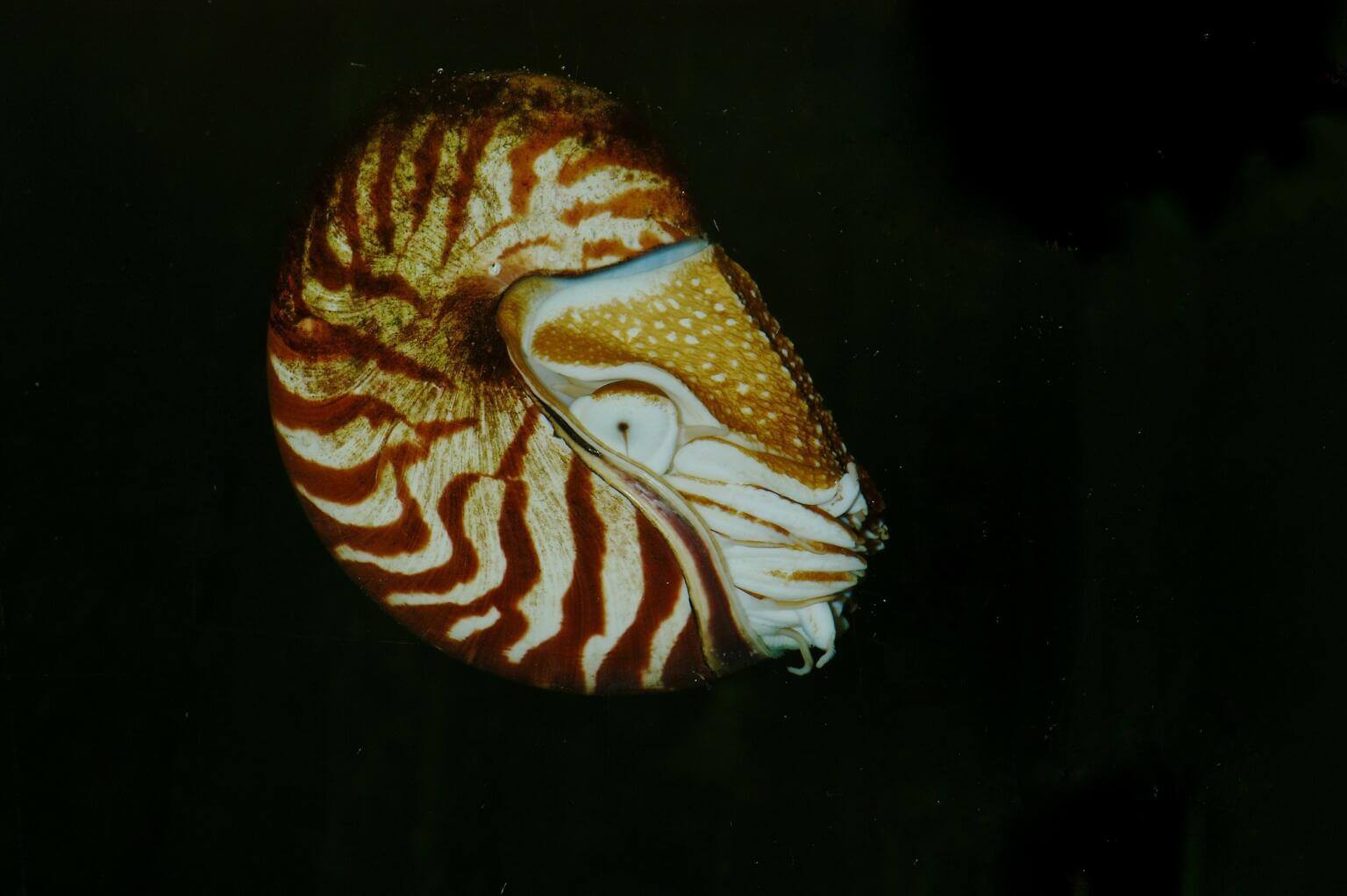 Nautilus: The Ocean's Living Fossil - Ocean Info