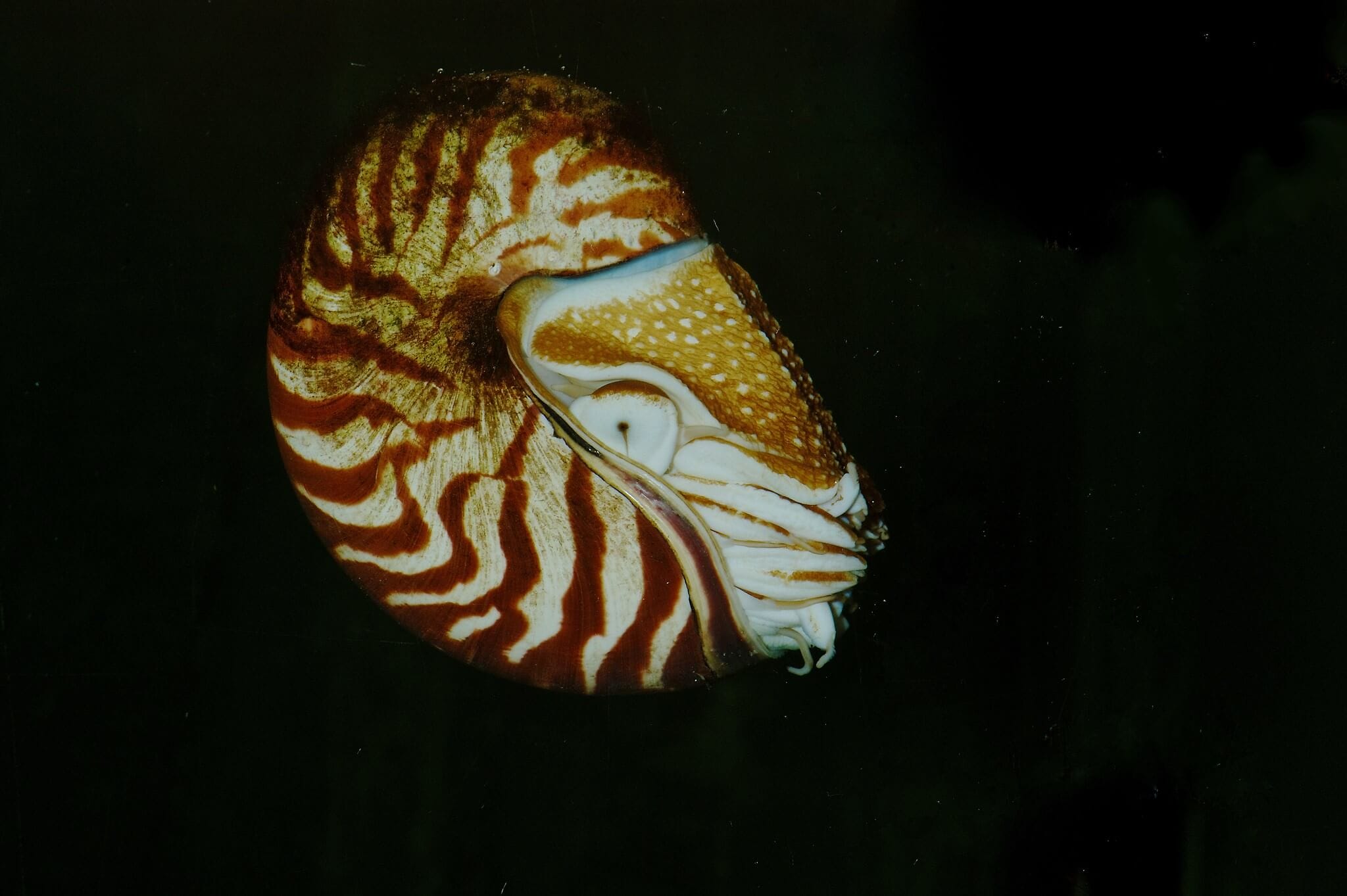 Nautilus: The Ocean's Living Fossil - Ocean Info