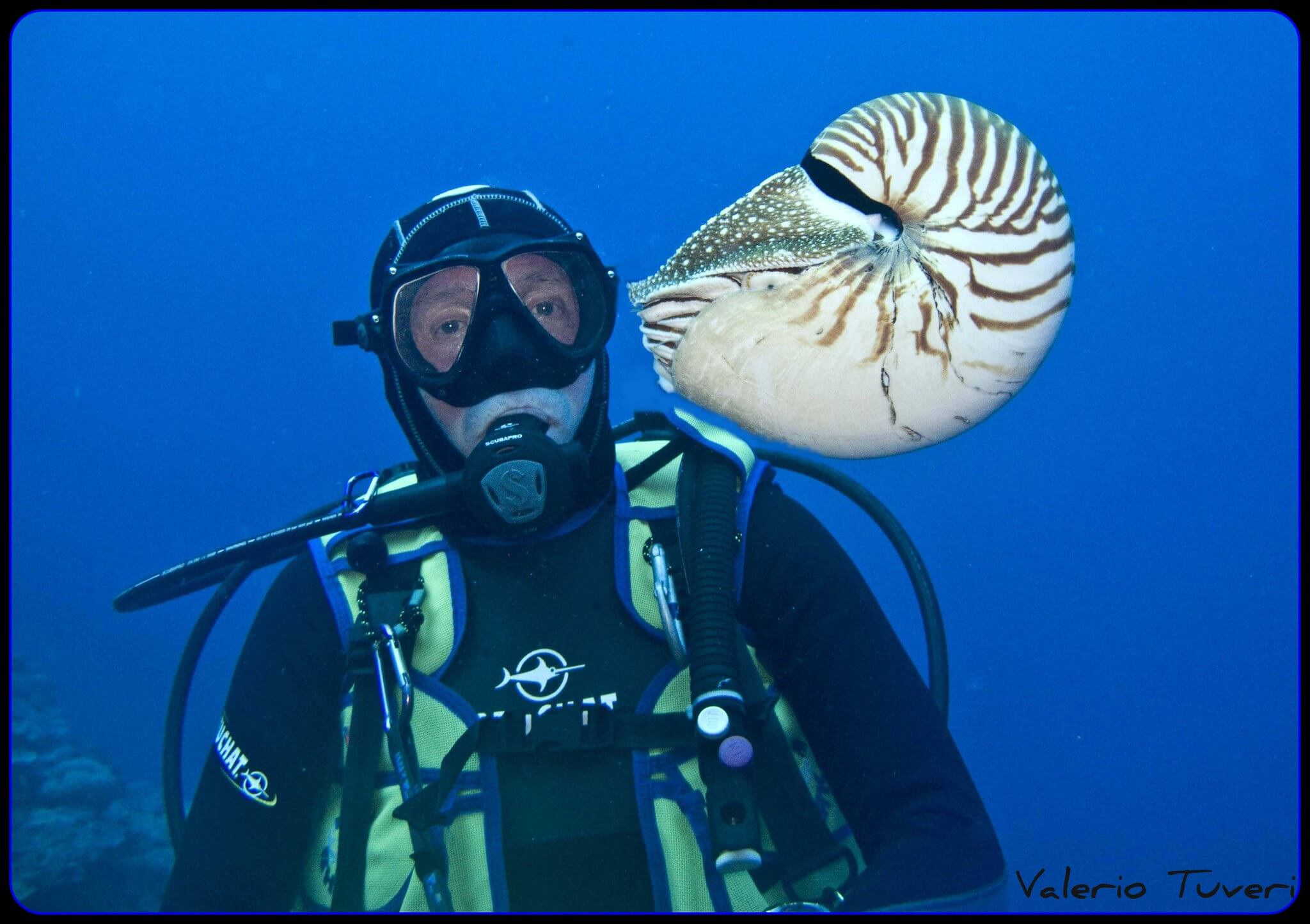 Nautilus: The Ocean's Living Fossil - Ocean Info