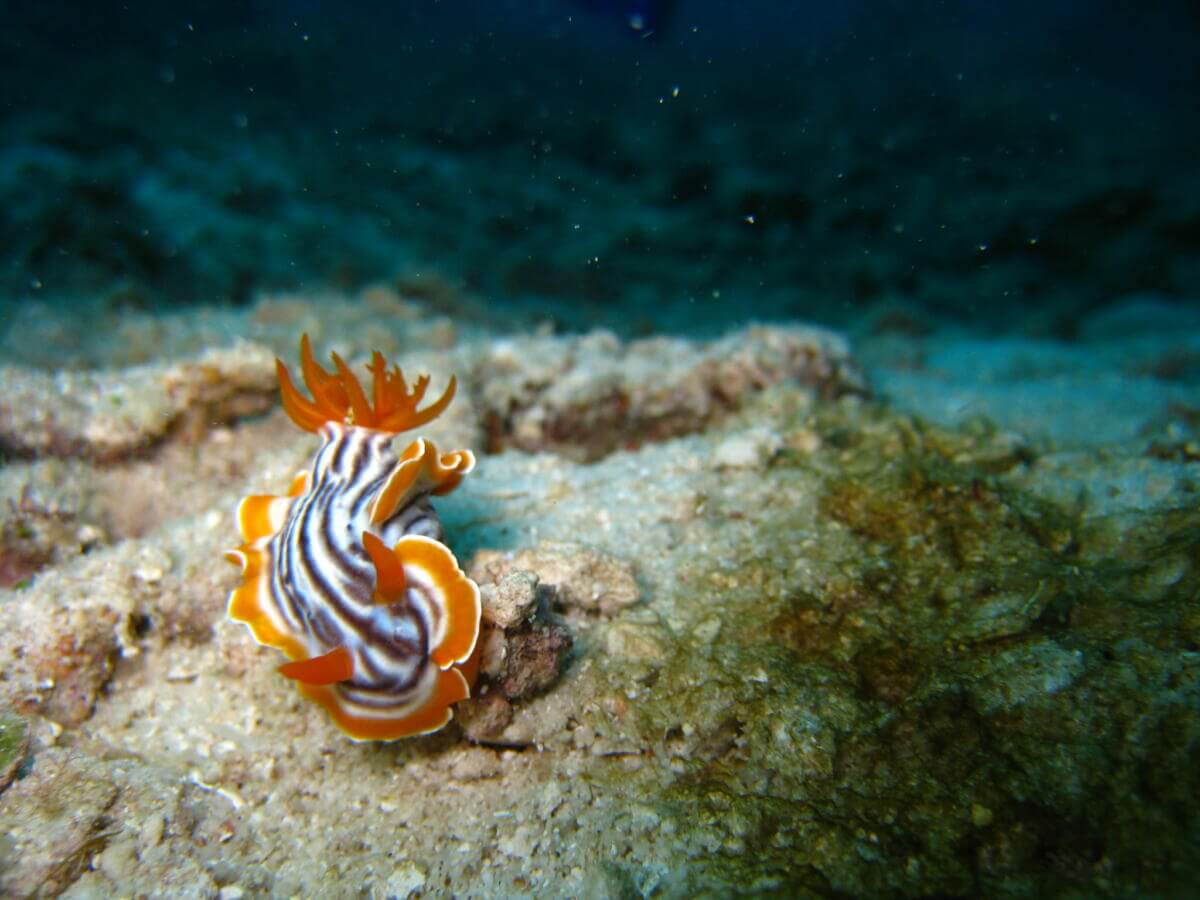 Top 5 Most Dangerous Poisonous Ocean Animals - Ocean Info