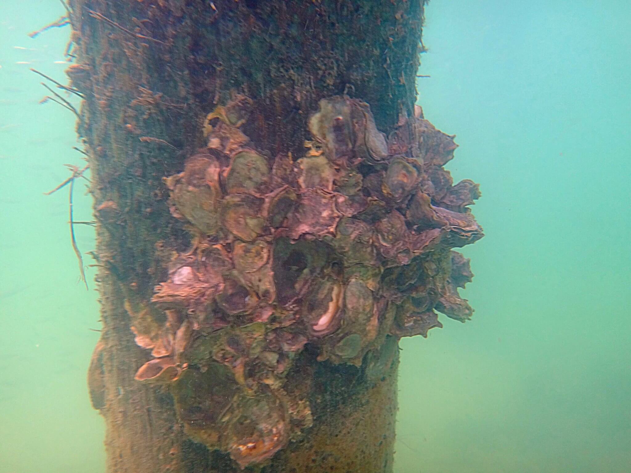 Oysters: The Ocean's Natural Filters - Ocean Info