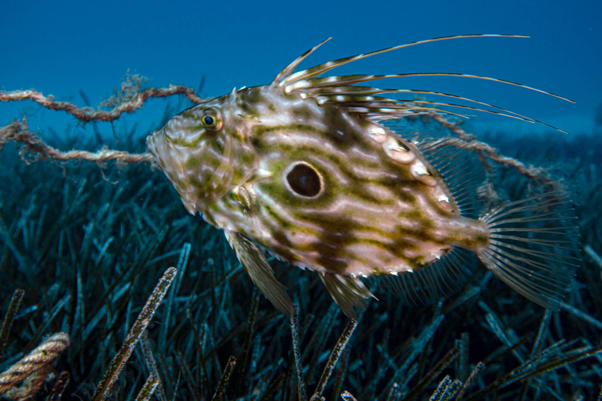 John Dory: Appearance, Habitat, Facts, and More - Ocean Info