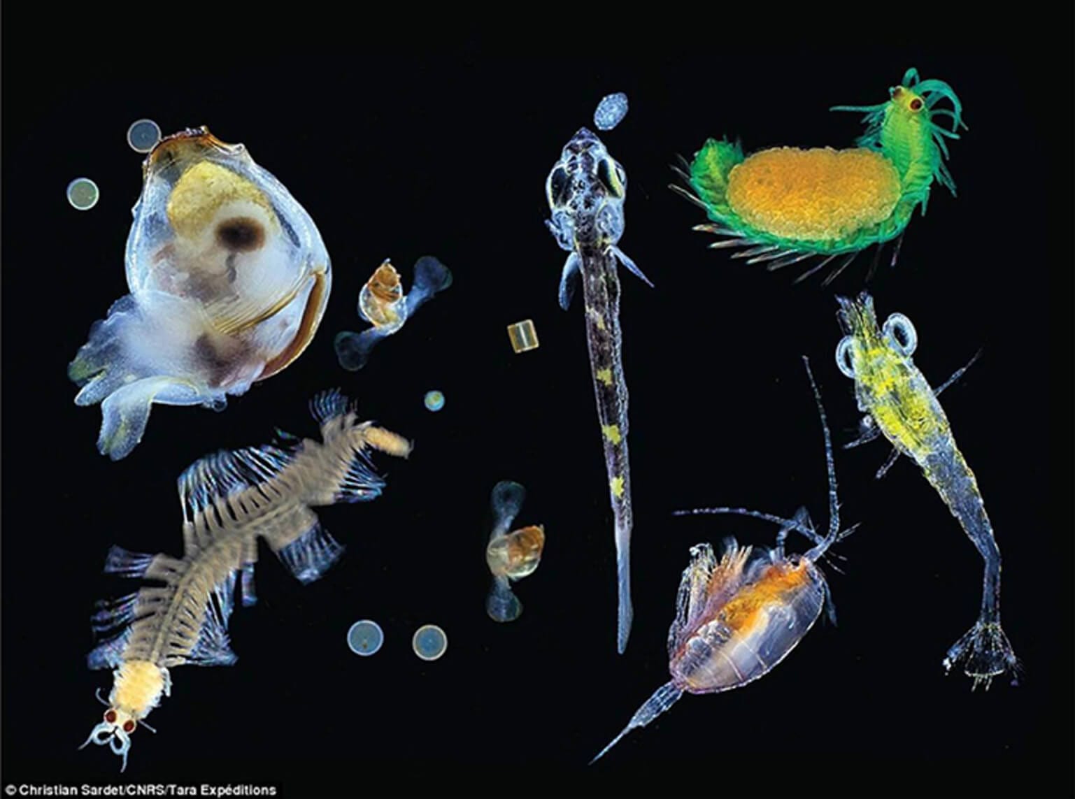 Plankton: The Drifters of the Ocean - Ocean Info