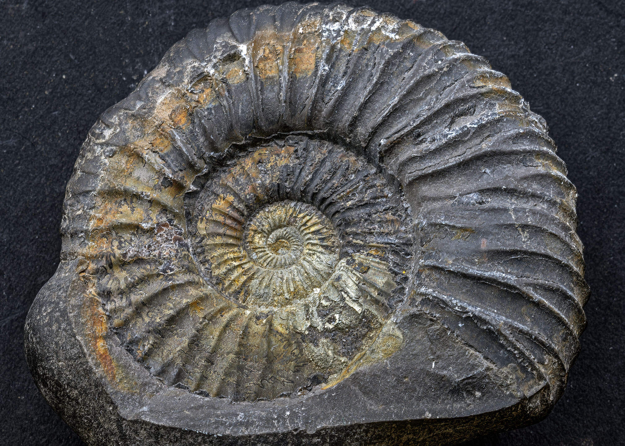 Ammonites: The Extinct Marine Mollusks - Ocean Info