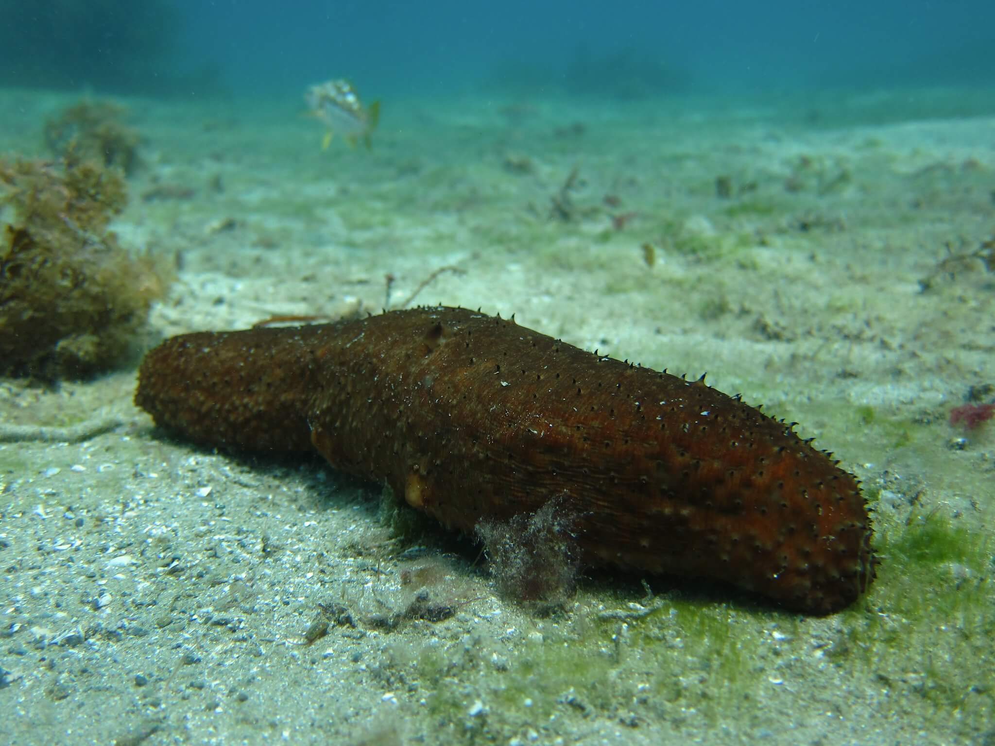 Sea Cucumber (Holothuroidea) - Ocean Info