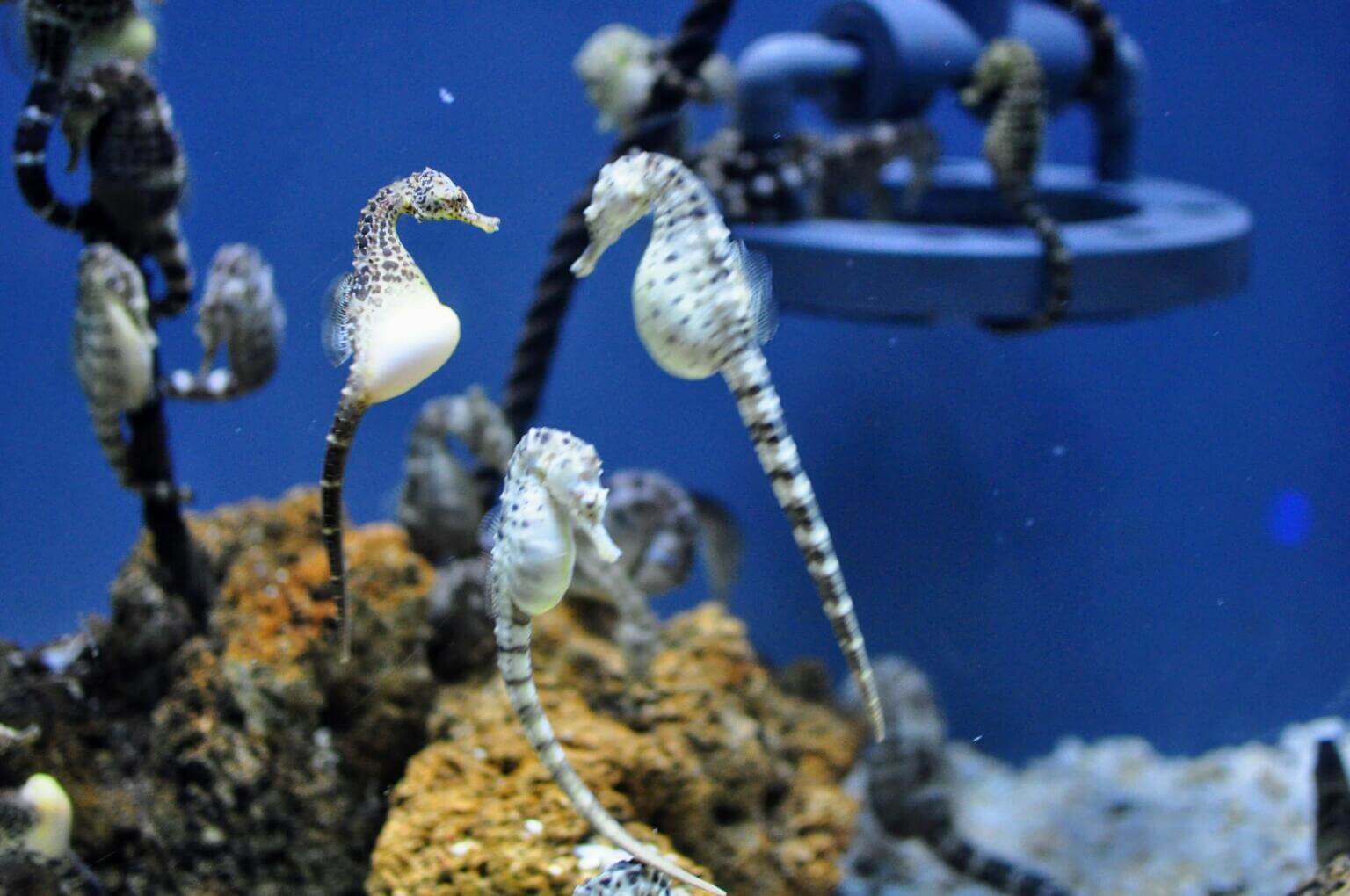 Sea Horses: The Unique Creatures of the Ocean - Ocean Info