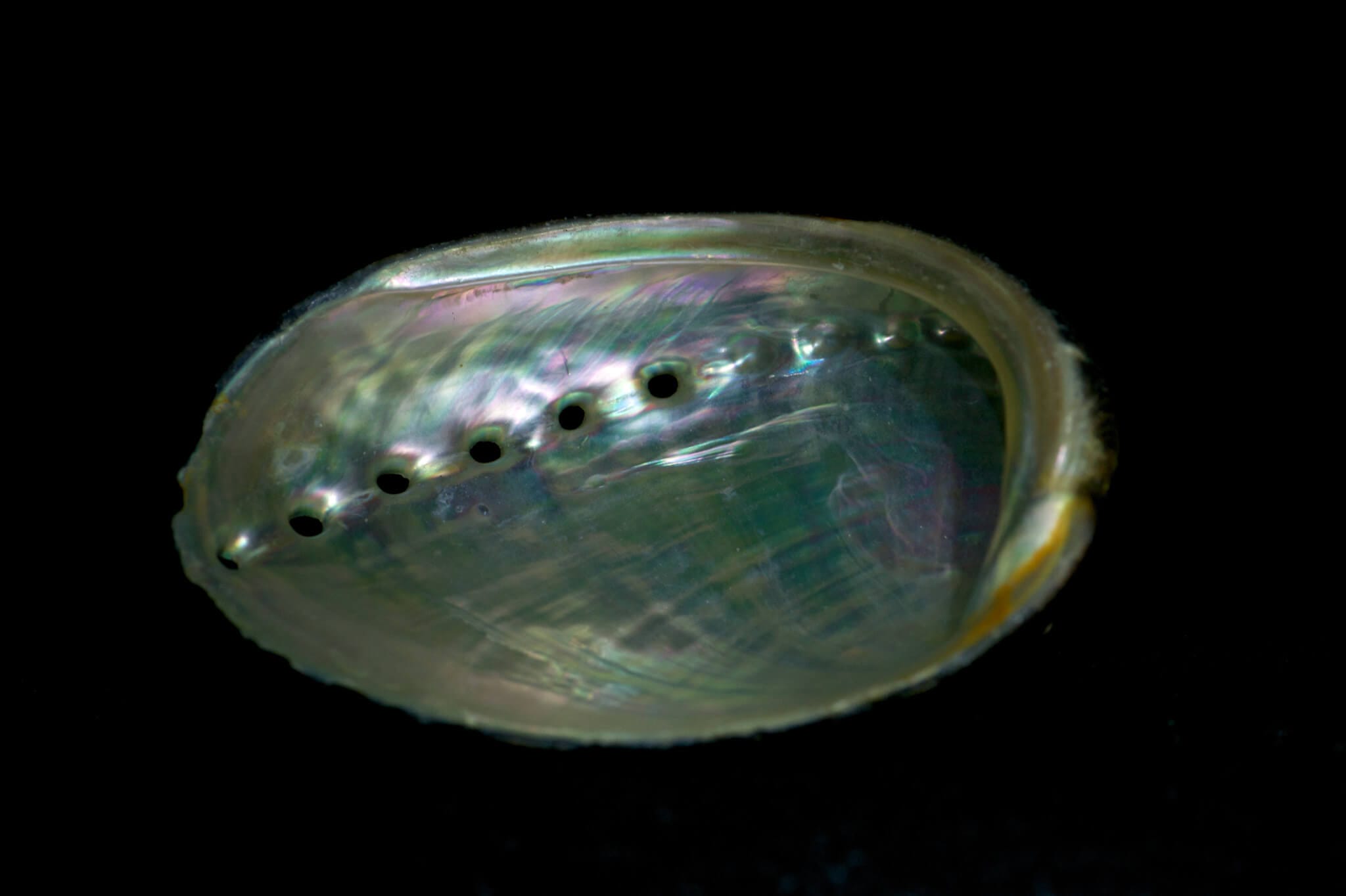 Abalone: A Guide to this Beautiful Sea Creature - Ocean Info