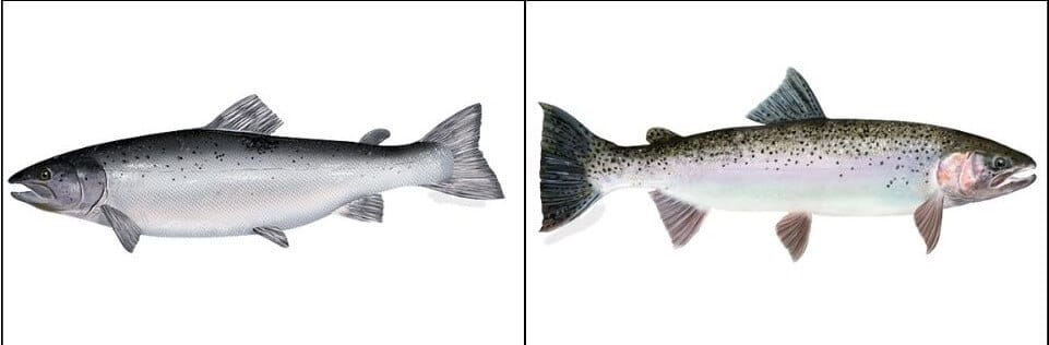 Steelhead Trout vs Salmon: Main Differences - Ocean Info