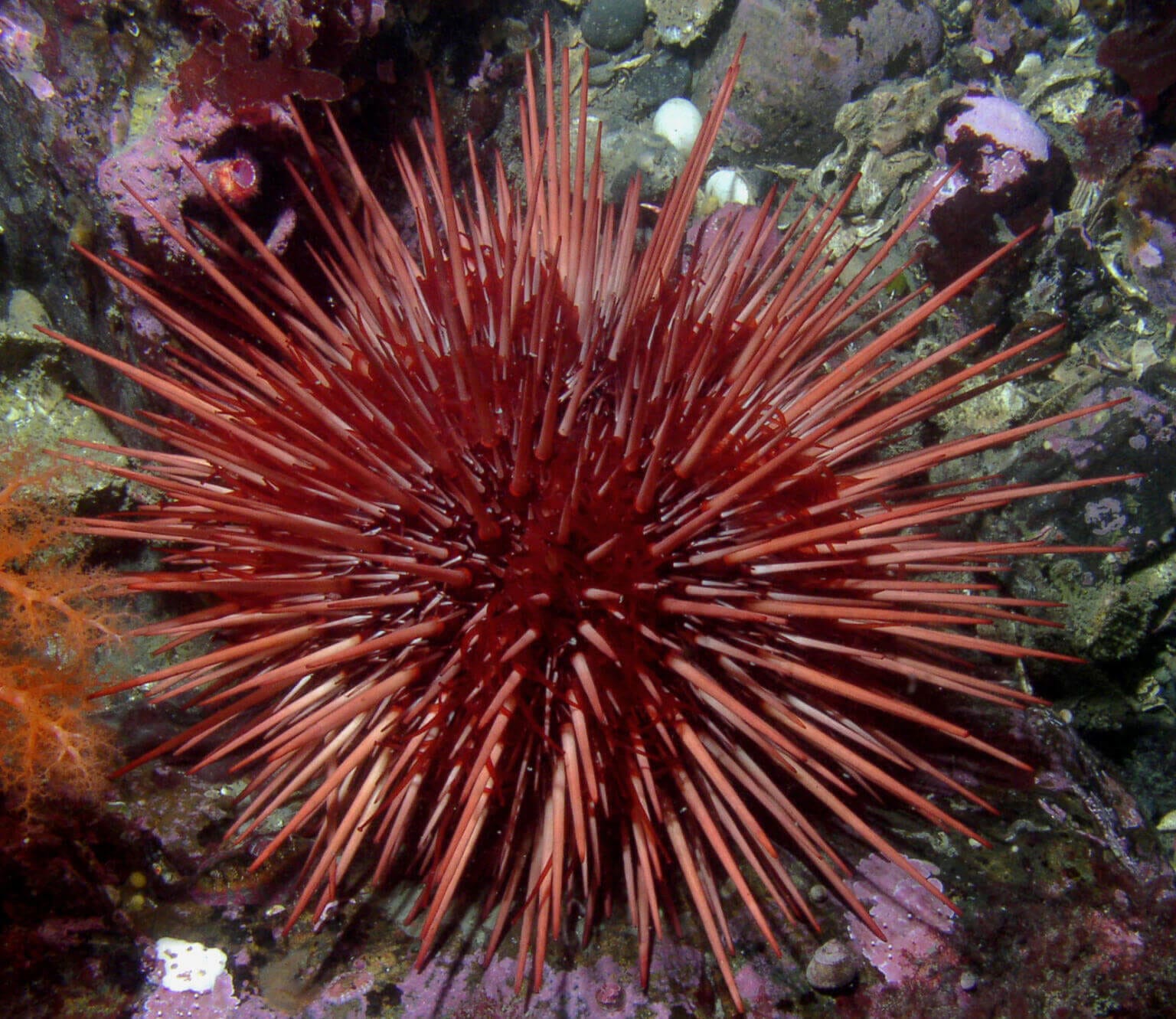Sea Urchin: The Marine Invertebrate - Ocean Info