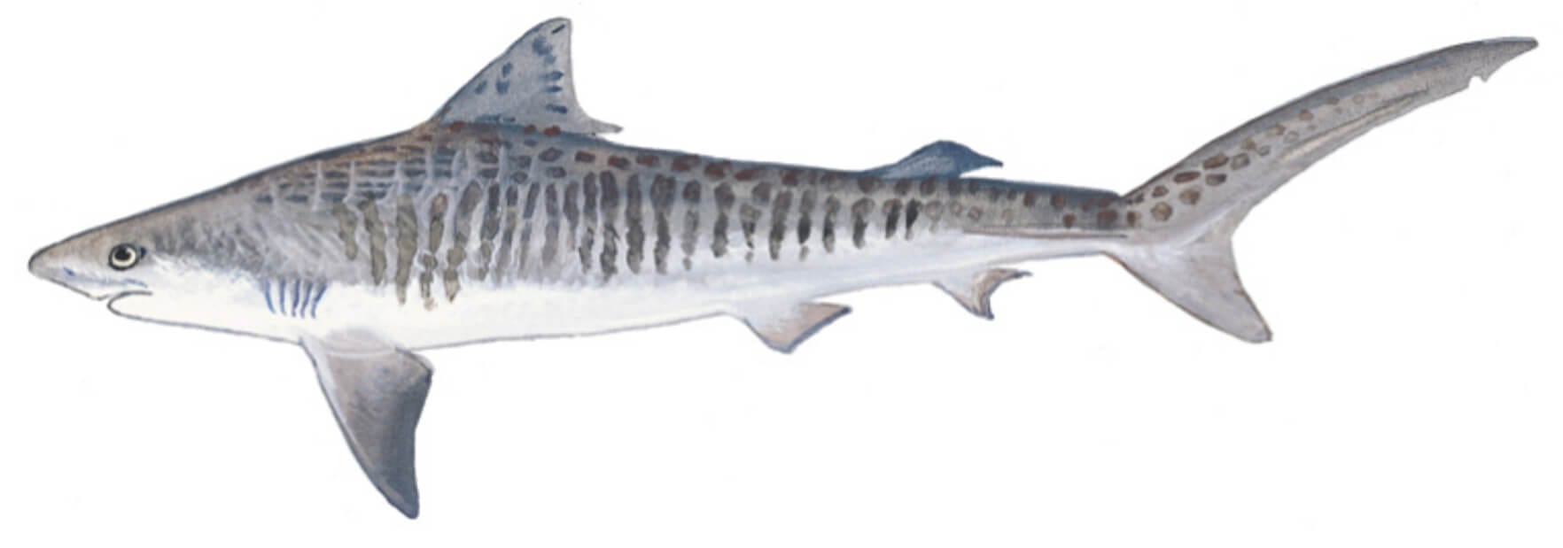 Requiem Shark (family Carcharhinidae) - Ocean Info