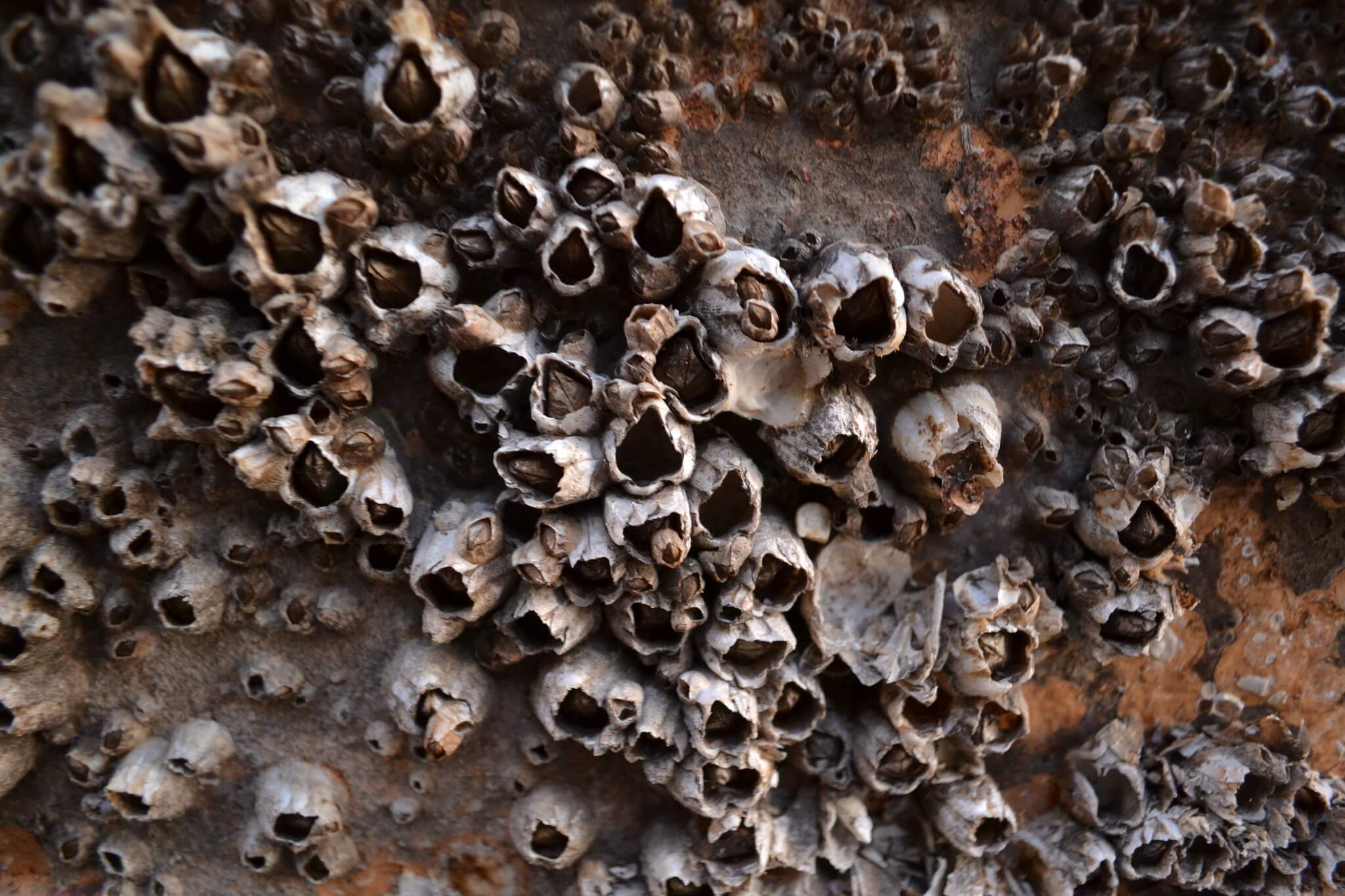 Barnacles (Cirripedia): Facts, Habitat, Diet - Ocean Info