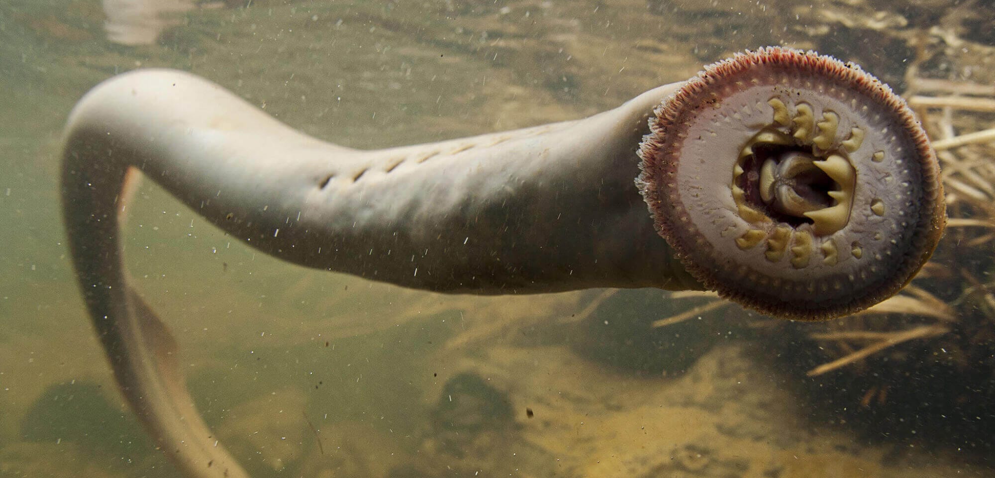Lamprey Fish Guide: The Parasitic Fish - Ocean Info