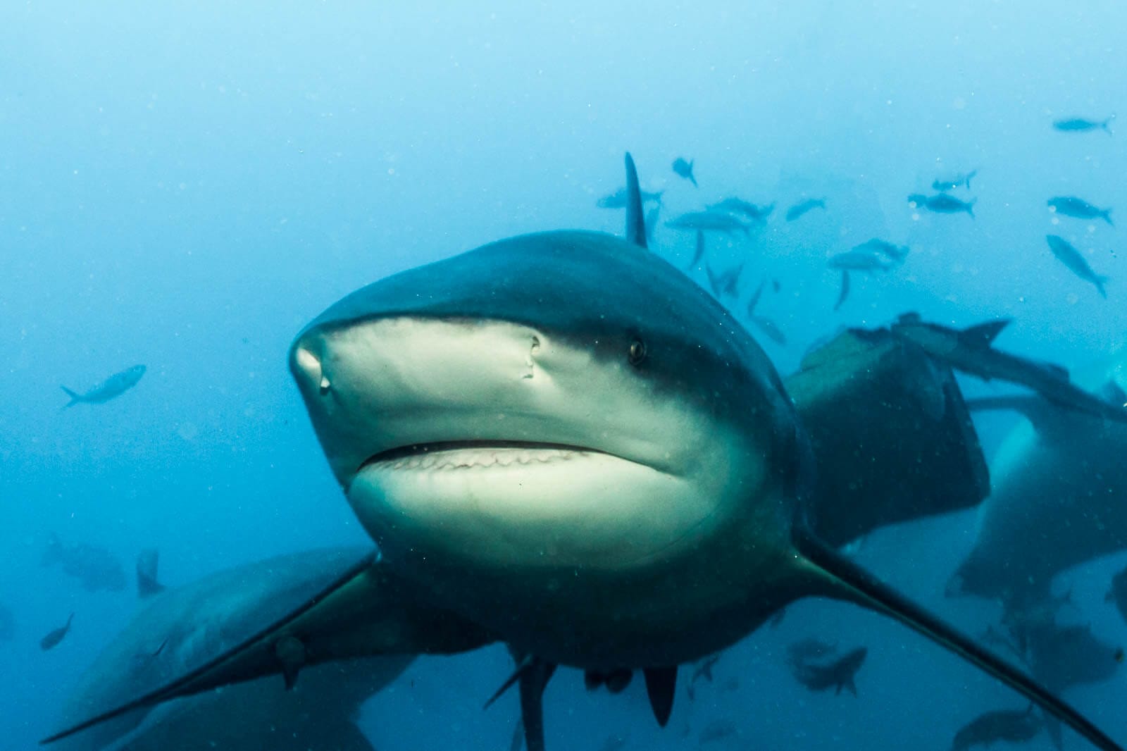 Bull Shark (Carcharhinus leucas) - Ocean Info