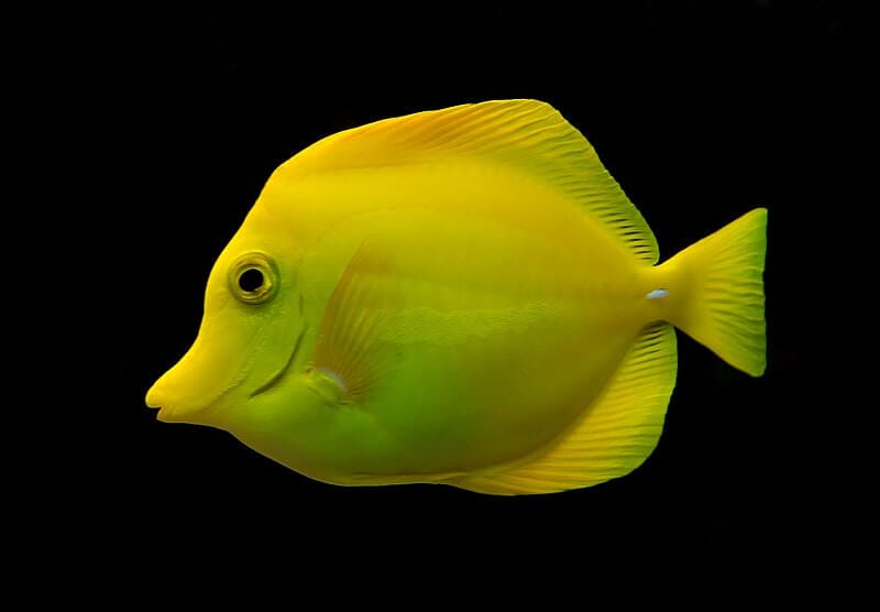 Yellow Tang Reef Fish Profile - Ocean Info