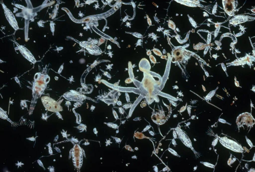Plankton Definition Characteristics Types Diet Size Food Chain