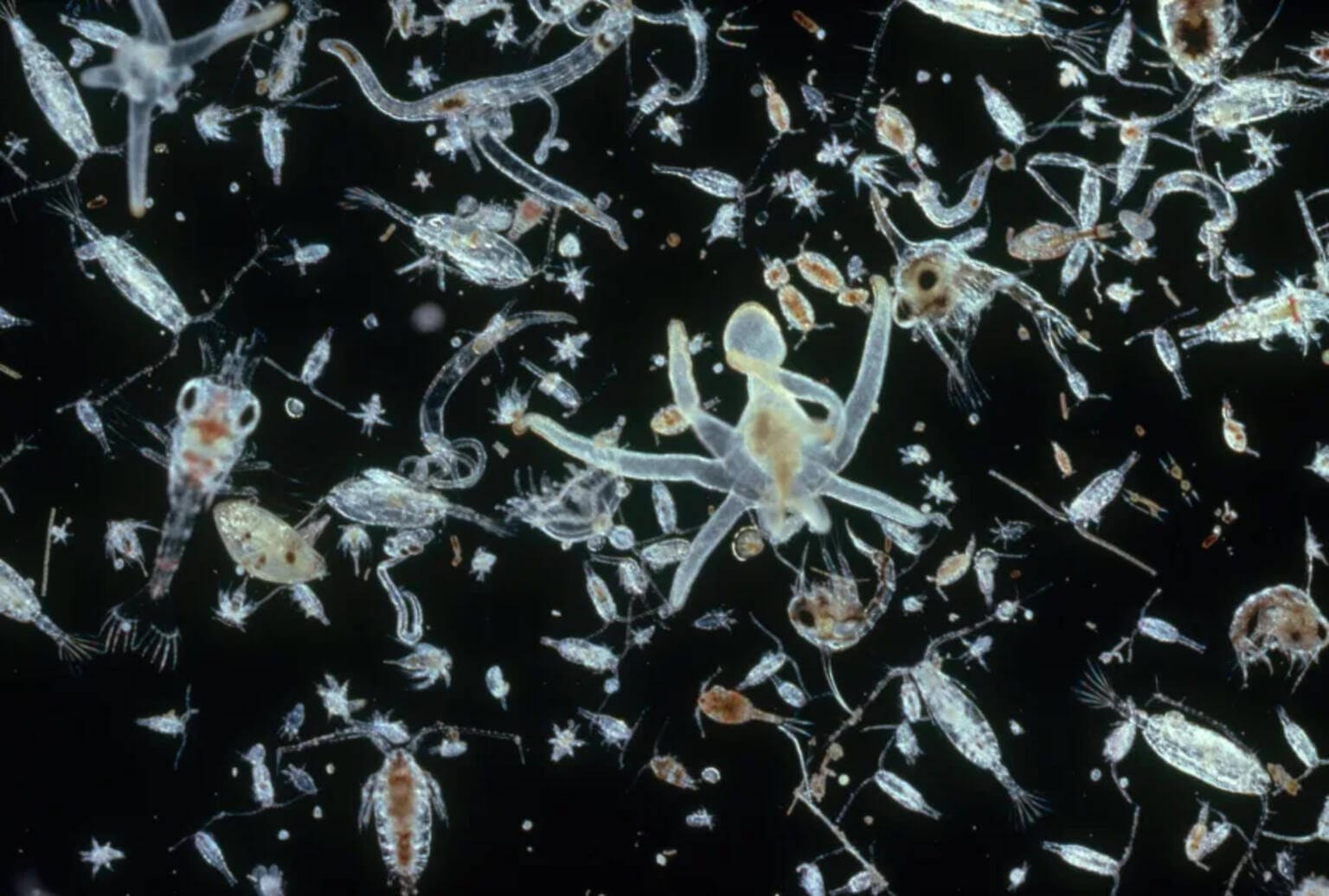 Plankton: The Drifters of the Ocean - Ocean Info
