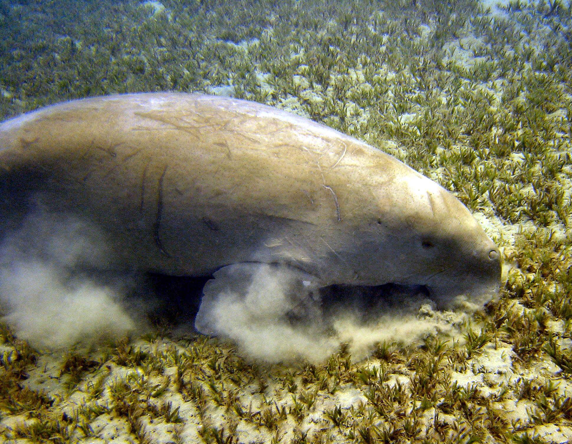 Sea Cow: The Sea Siren - Ocean Info