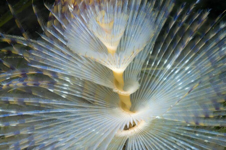 Fan Worm (Sabellidae) - Ocean Info